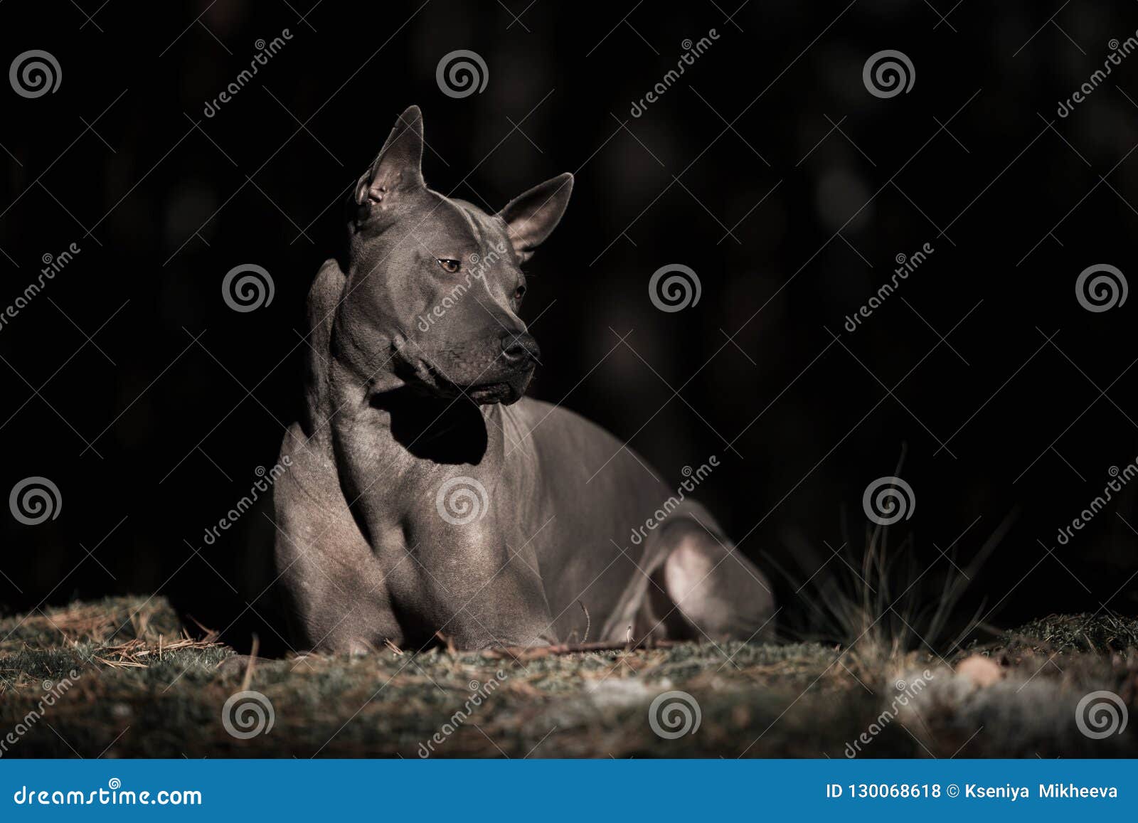 Serious Thai Ridgeback Lying on the Edge of the Forest in the Shade ...
