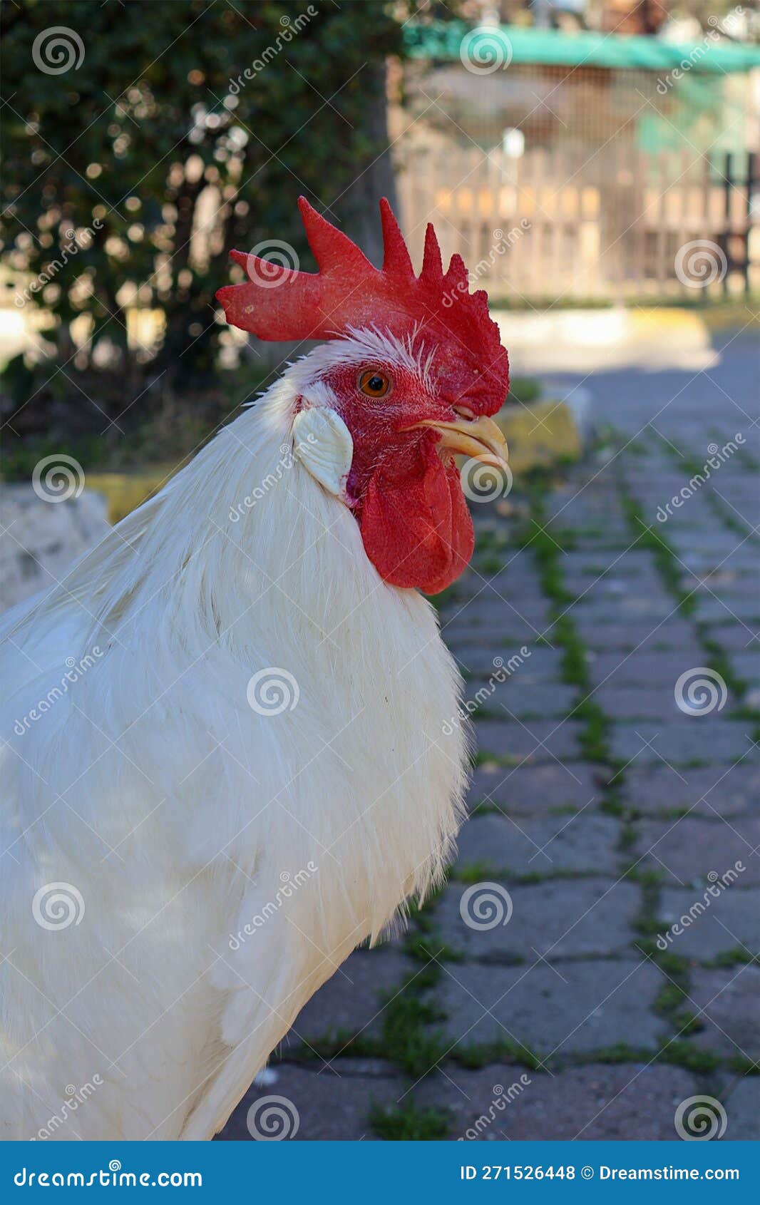 Cockerel stock photo. Image of cockerel, white, serious - 271526448