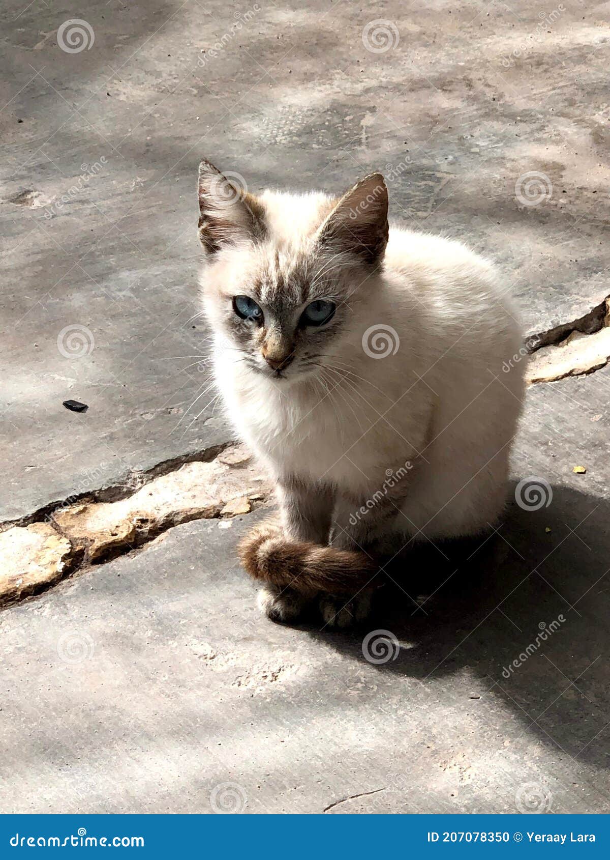 Seriuos white cat stock photo. Image of animal, eyes - 207078350