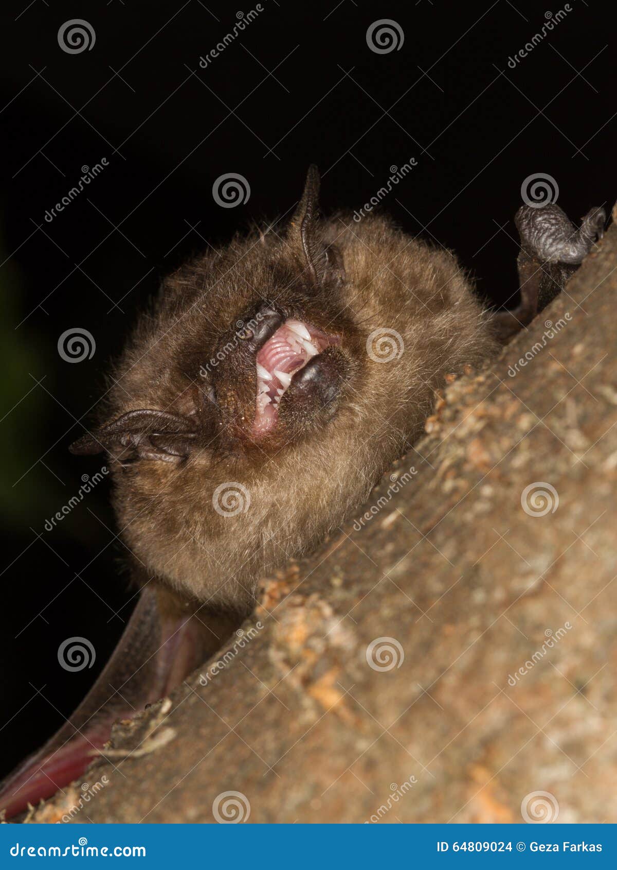 Serotine bat shows teeth stock photo. Image of hang, halloween - 64809024