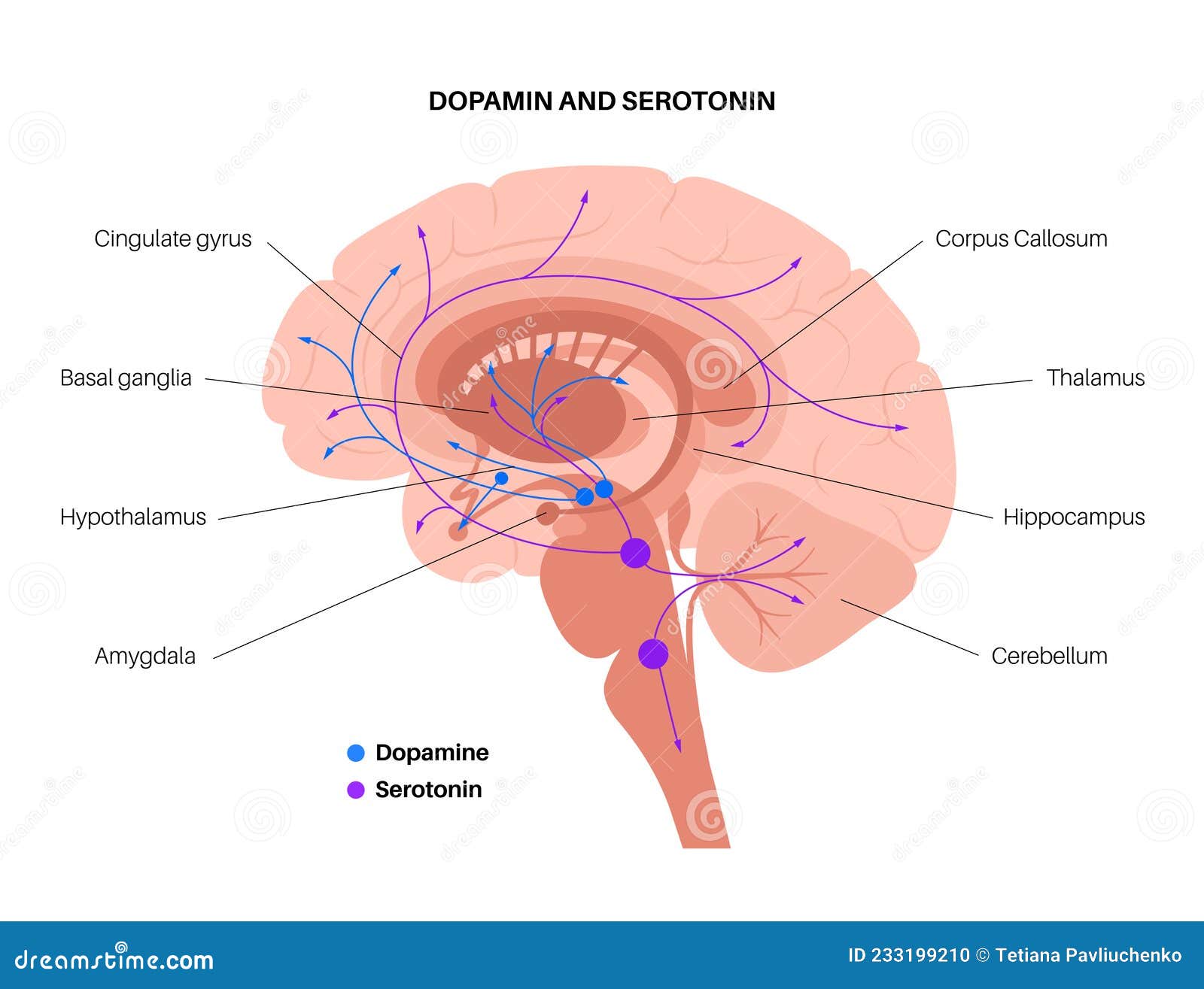 Serotonin And Dopamine Pathway Vector Illustration | CartoonDealer.com ... Serotonin And Dopamine Pathway Vector Illustration | CartoonDealer.com ...