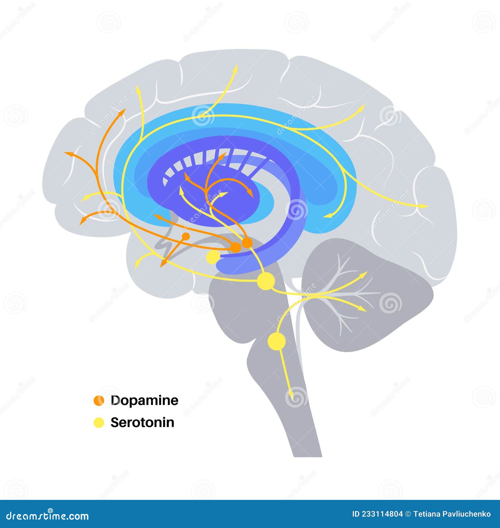 Dopamine In The Brain