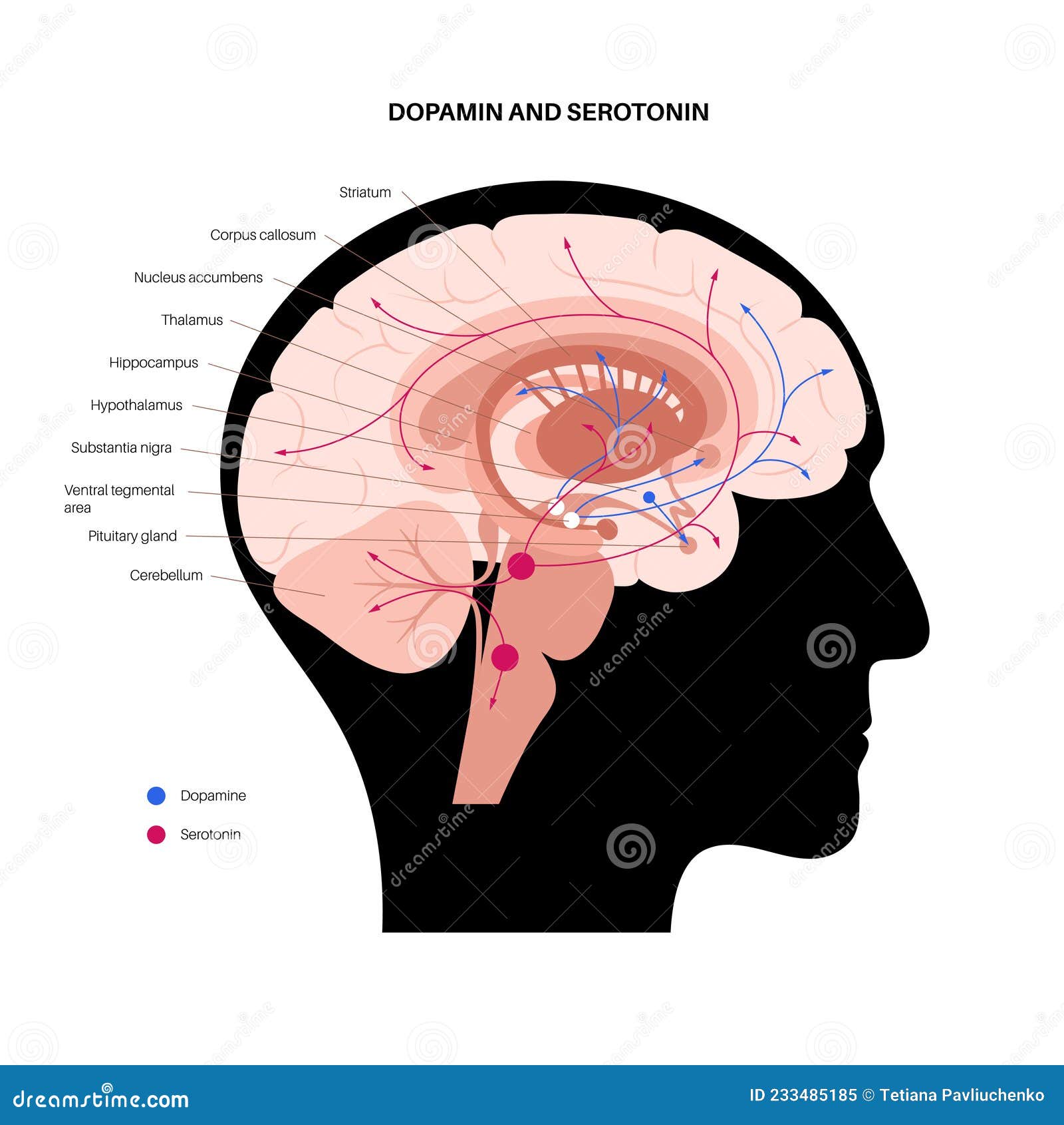 Serotonin Pathway In Brain Vector Illustration | CartoonDealer.com ...