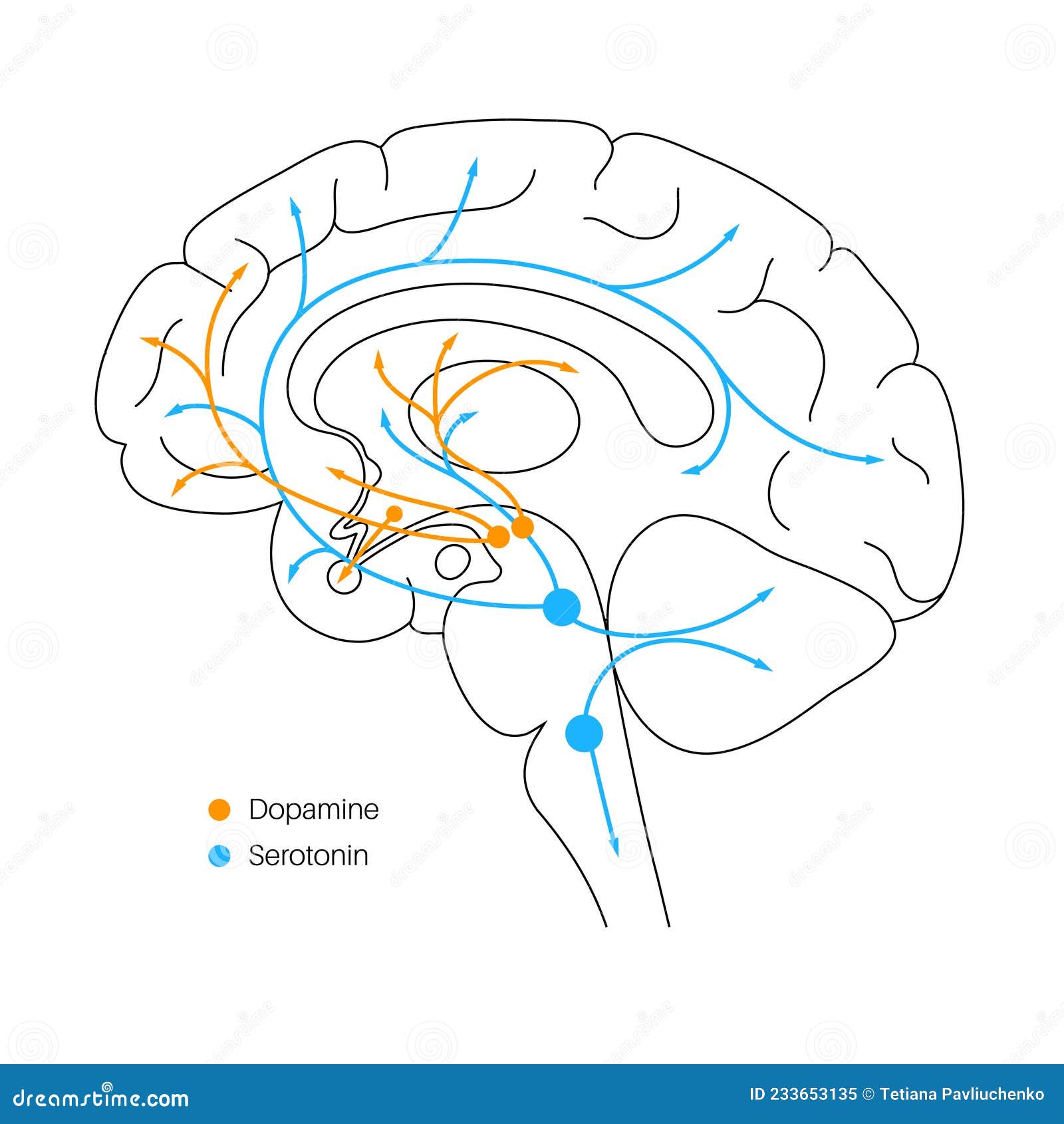 Serotonin and Dopamine Pathway Stock Vector - Illustration of health ...