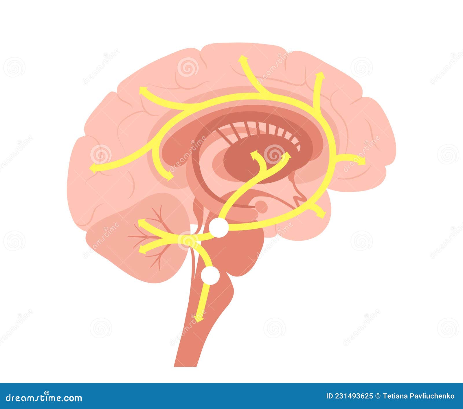 Serotonin Pathway In Brain Vector Illustration | CartoonDealer.com ...