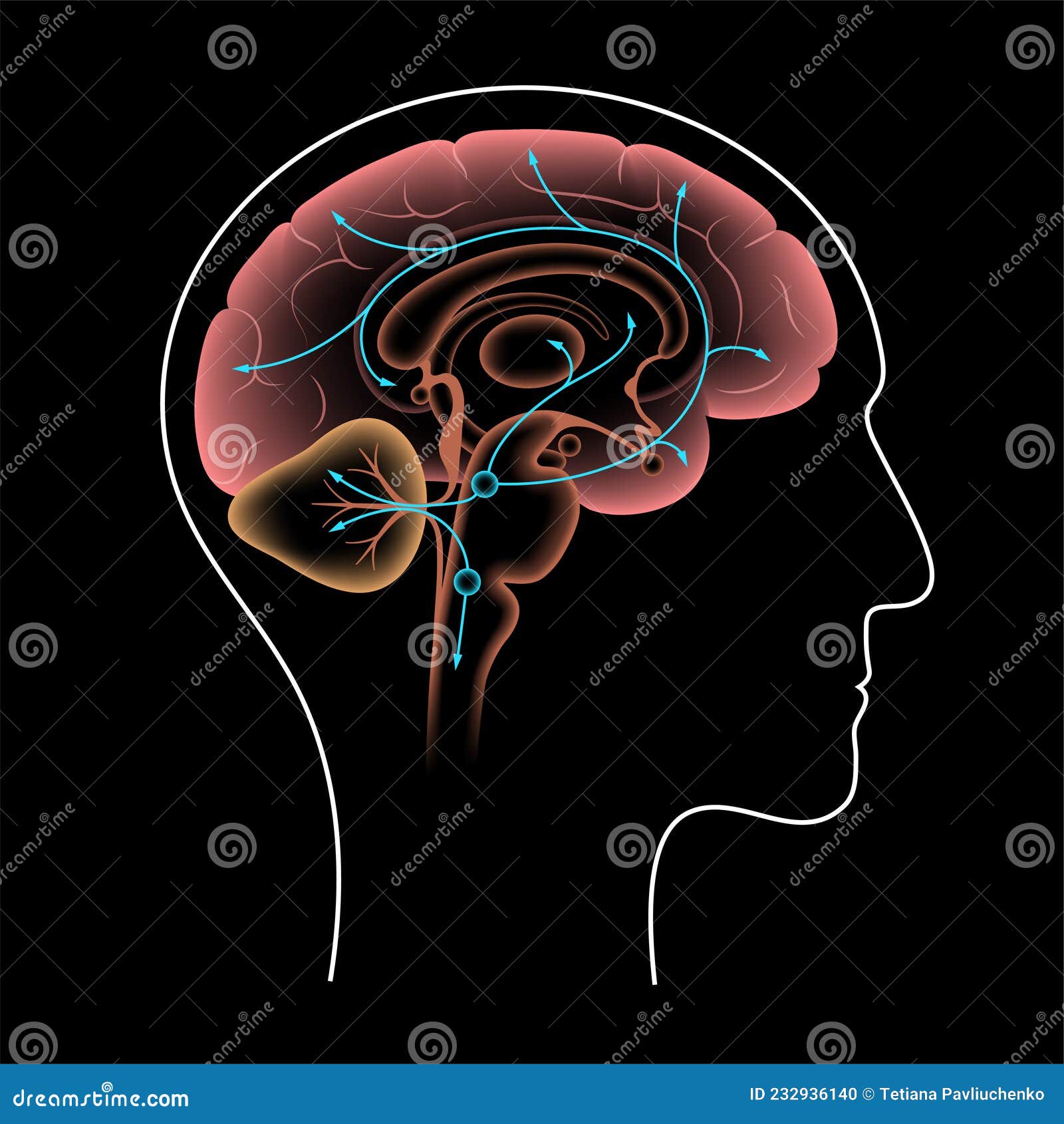 Serotonin pathway in brain stock vector. Illustration of accumbens ...