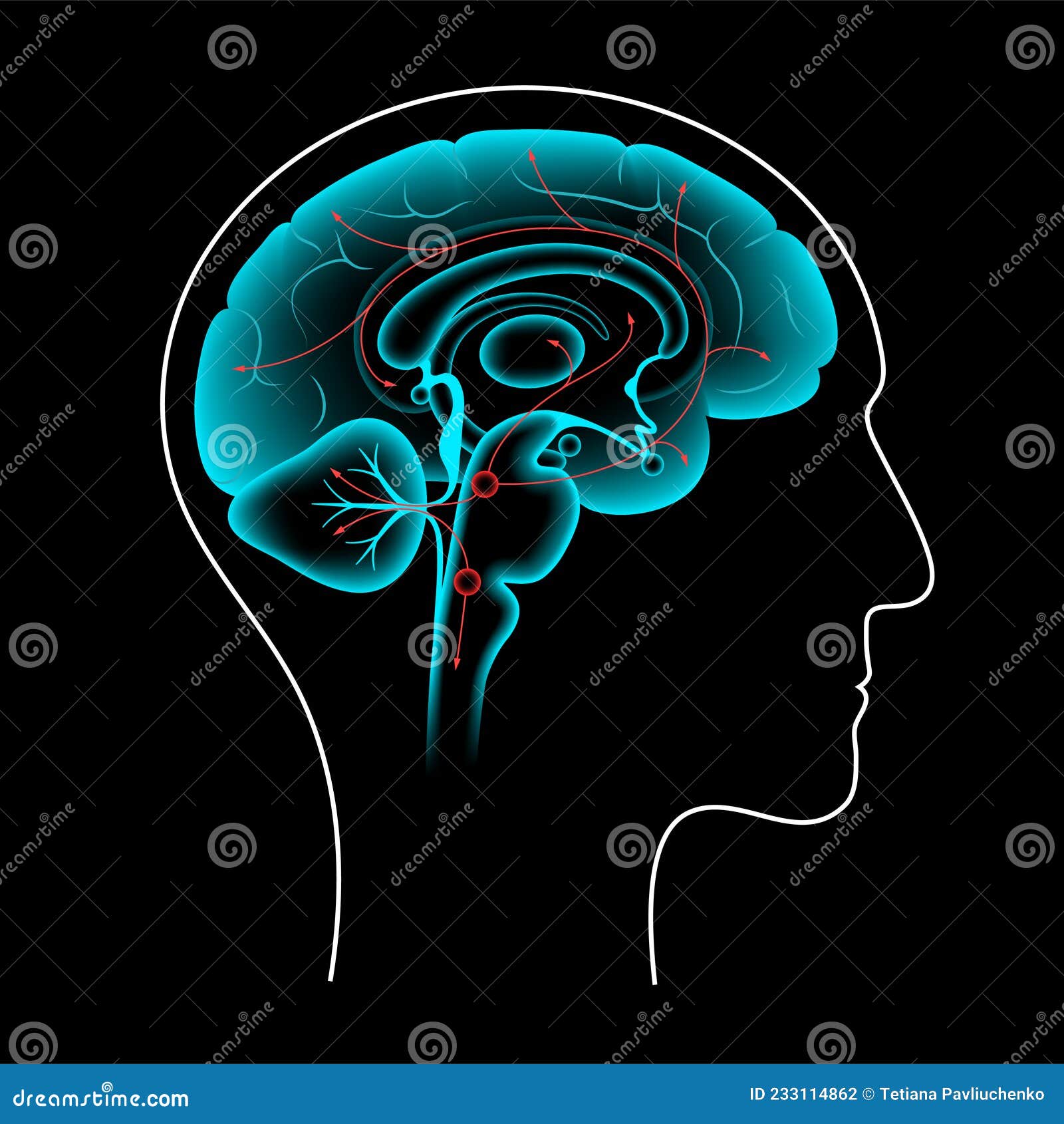 Serotonin pathway in brain stock vector. Illustration of psychology ...