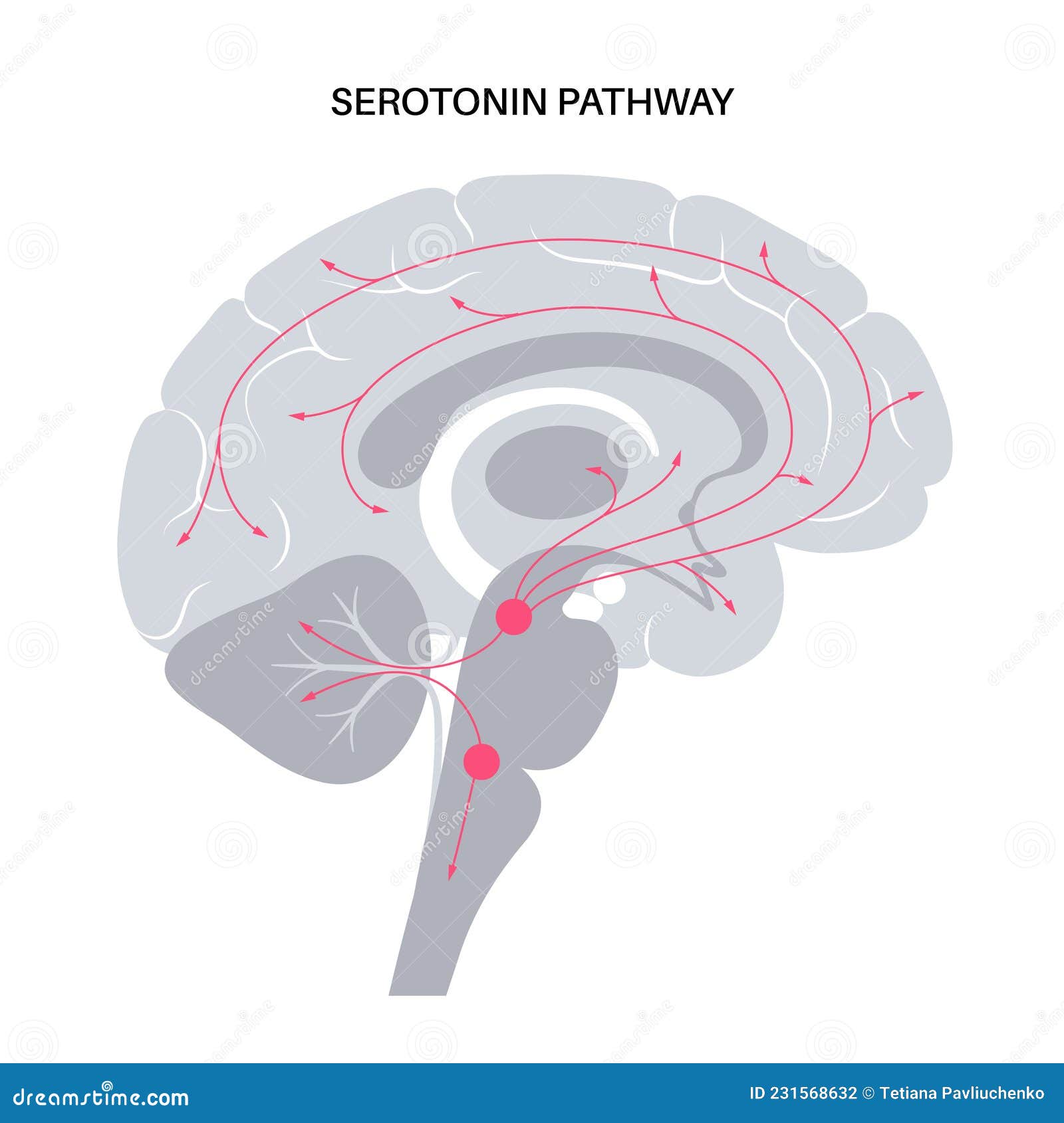 Serotonin Pathway In Brain Vector Illustration | CartoonDealer.com ...