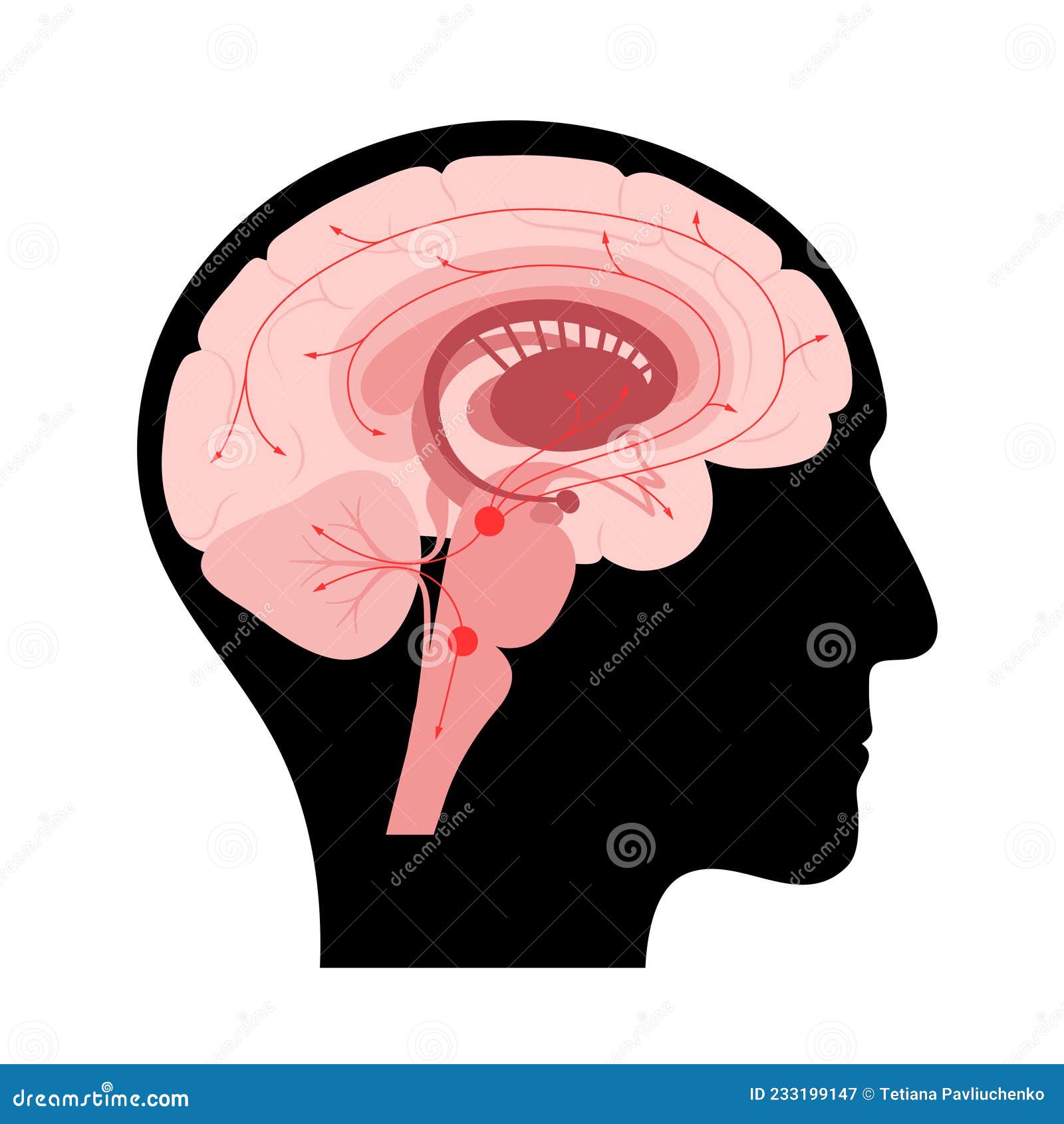 Serotonin Pathway In Brain Cartoon Vector | CartoonDealer.com #233199147