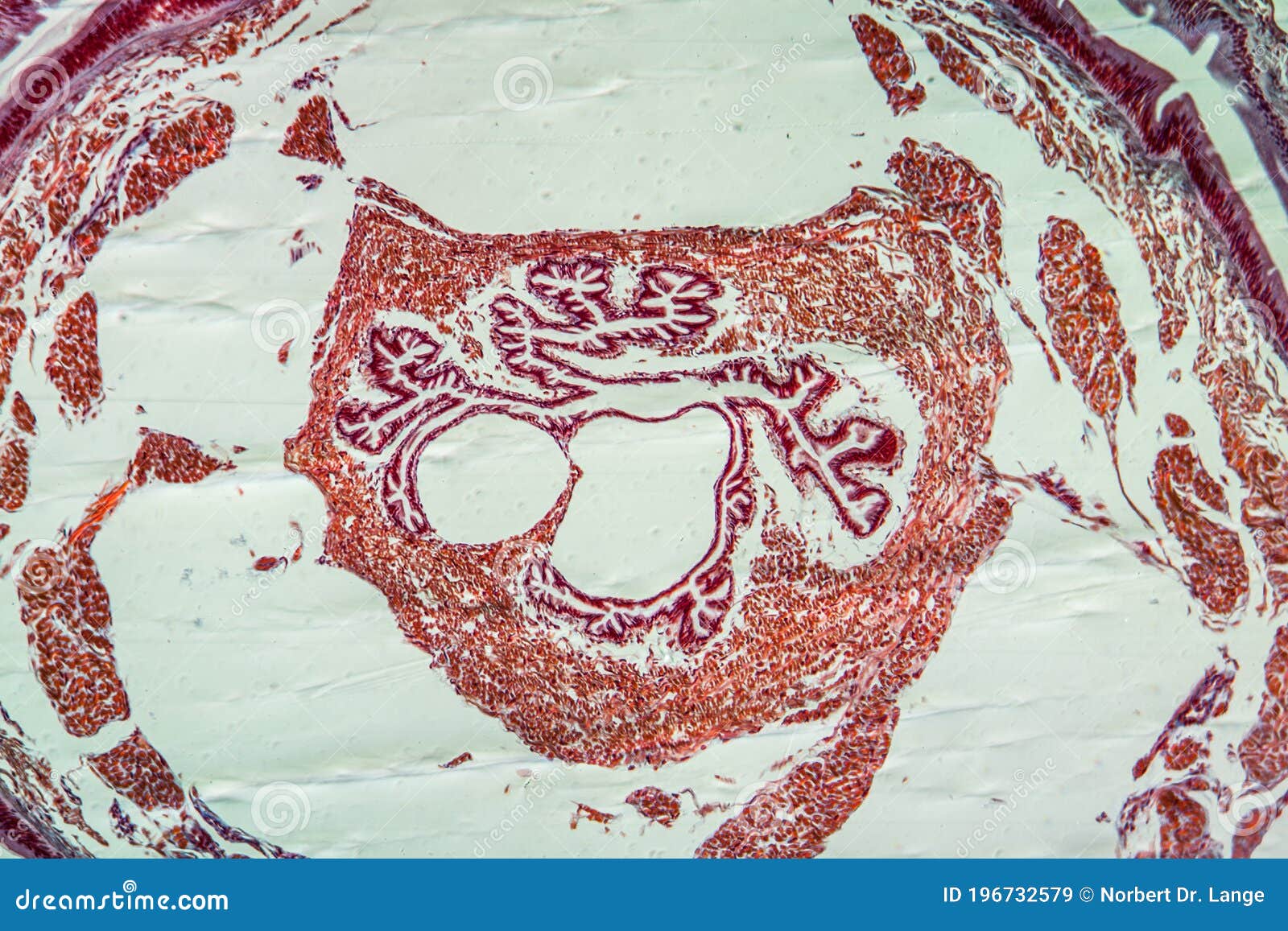 Serous gland tissue stock image. Image of cells, macro - 196732579