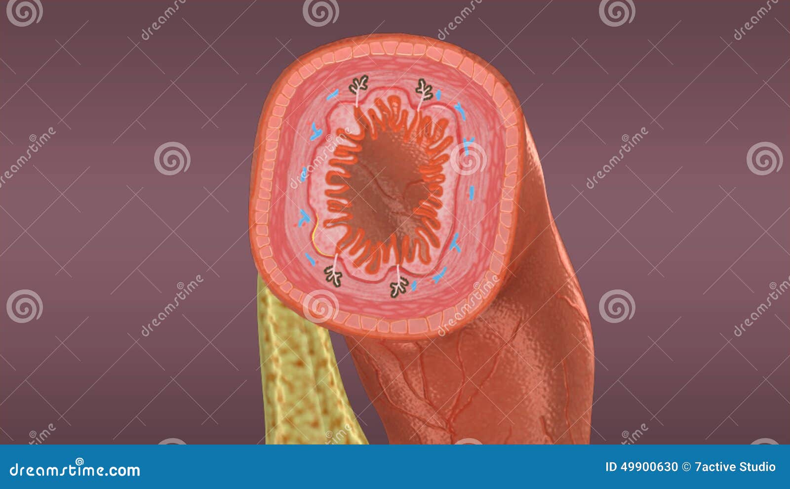 Serosa Cartoons Illustrations And Vector Stock Images 98 Pictures To Download From