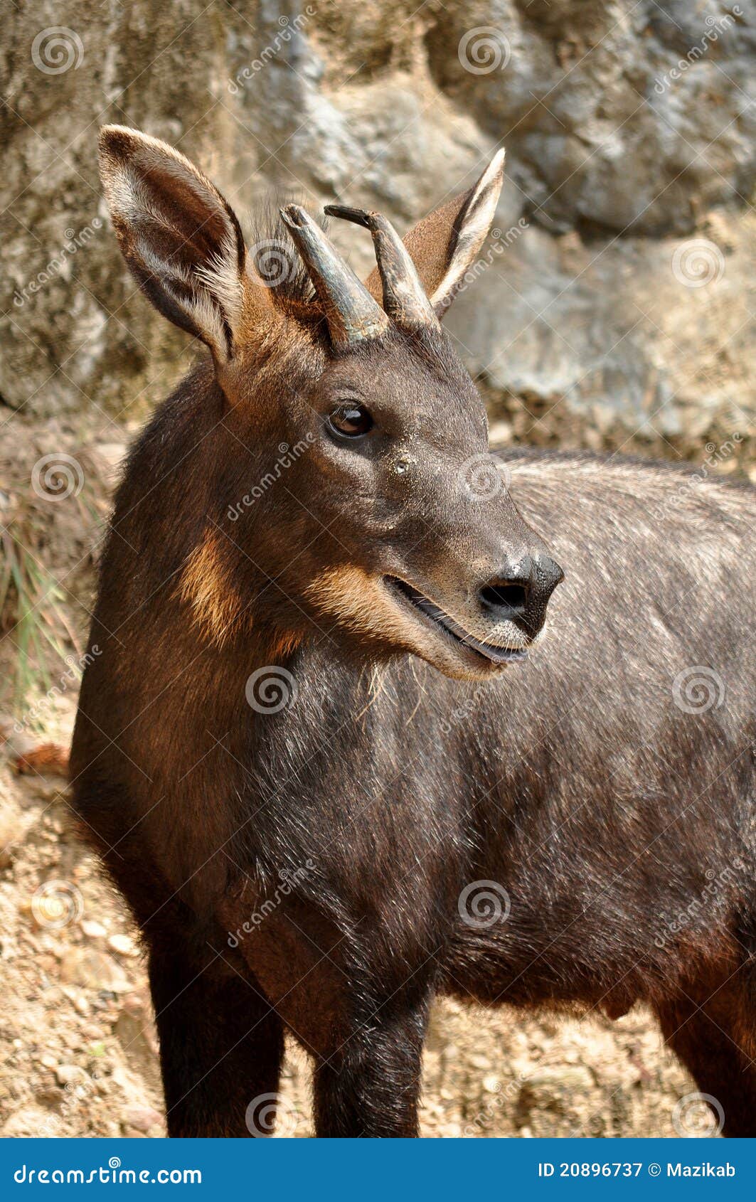Sumatran Serow Or Southern Serow Lie Down On Cliff Royalty-Free Stock ...