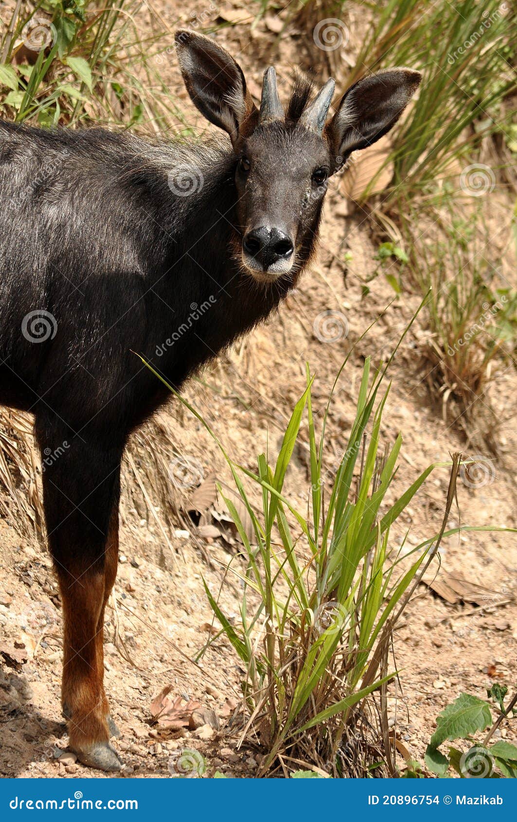 Sumatran Serow Or Southern Serow Lie Down On Cliff Royalty-Free Stock ...