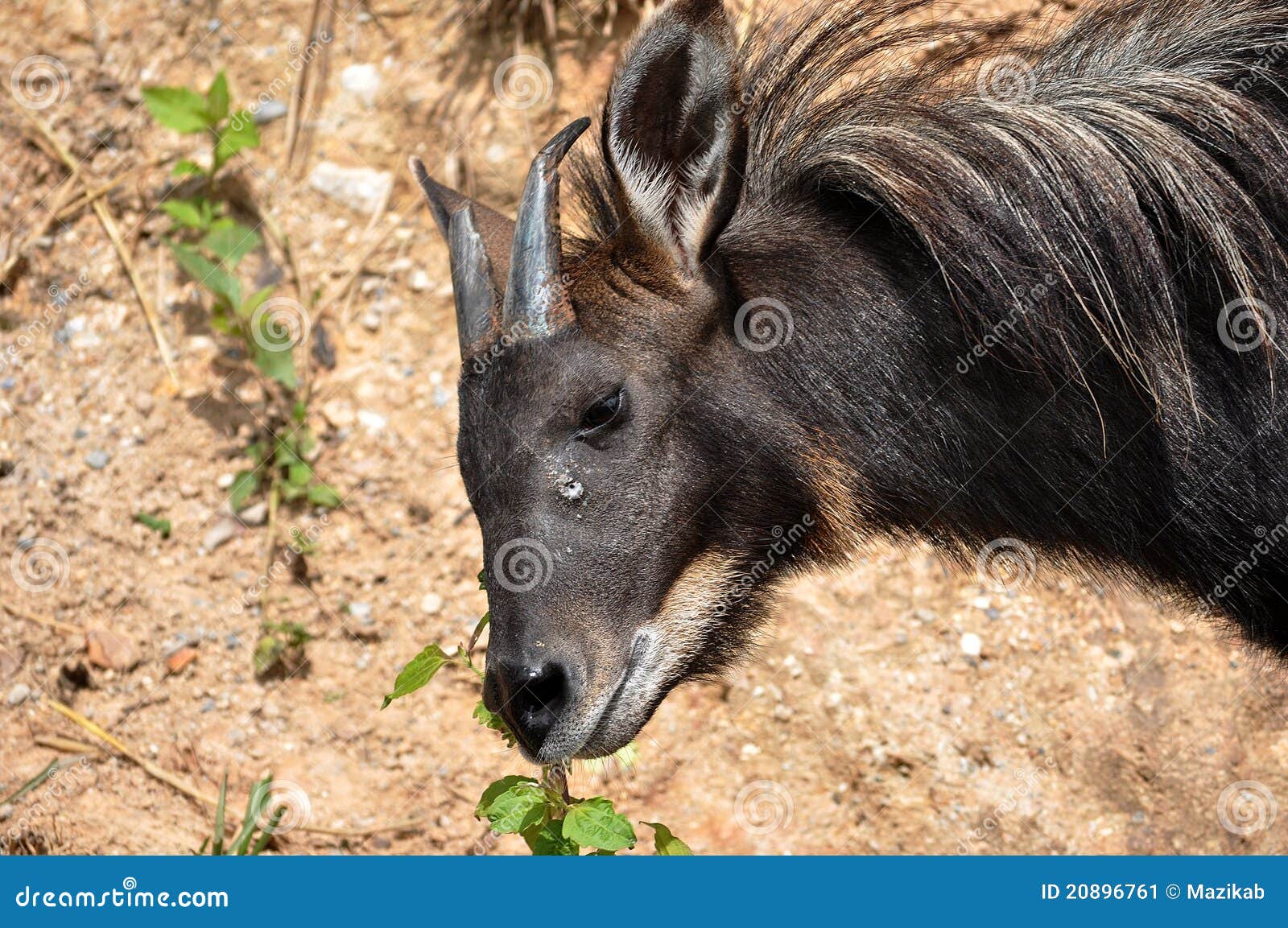 Serow image stock. Image du zoologie, klaxon, grand, forêt - 20896761