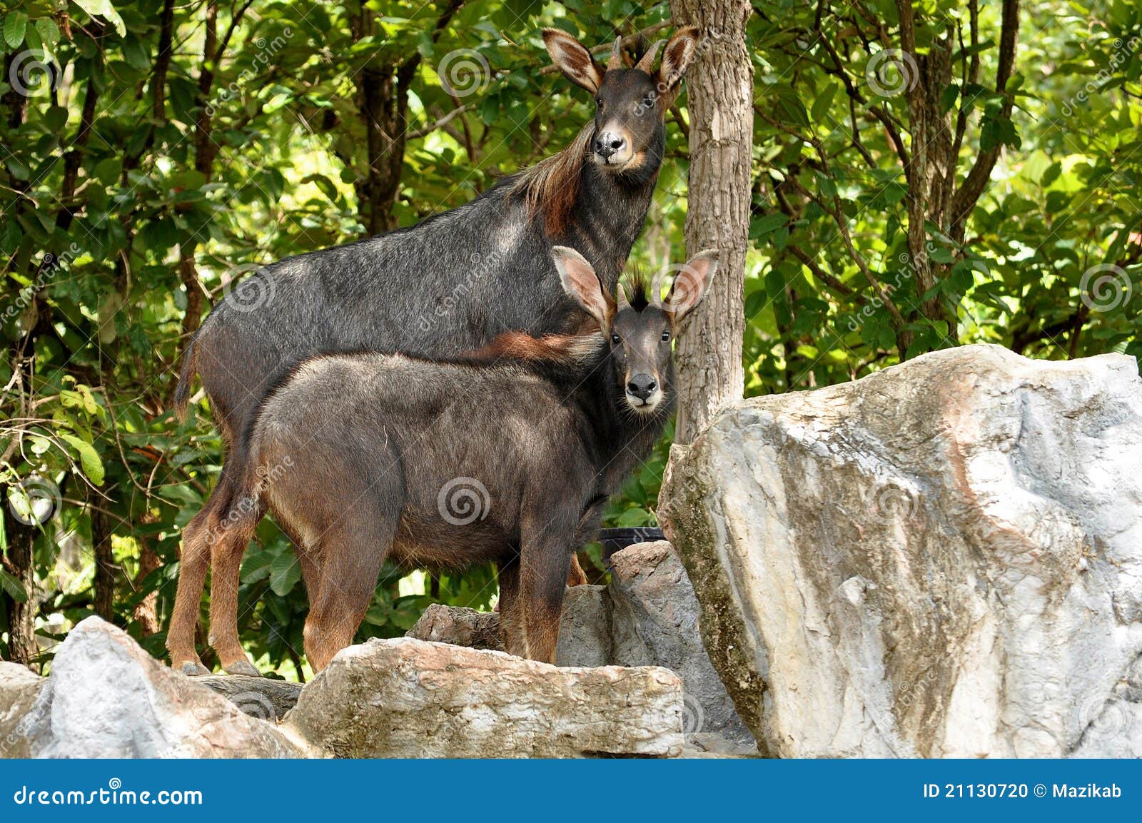 Serow stock photo. Image of goat, black, asia, outdoor - 21130720