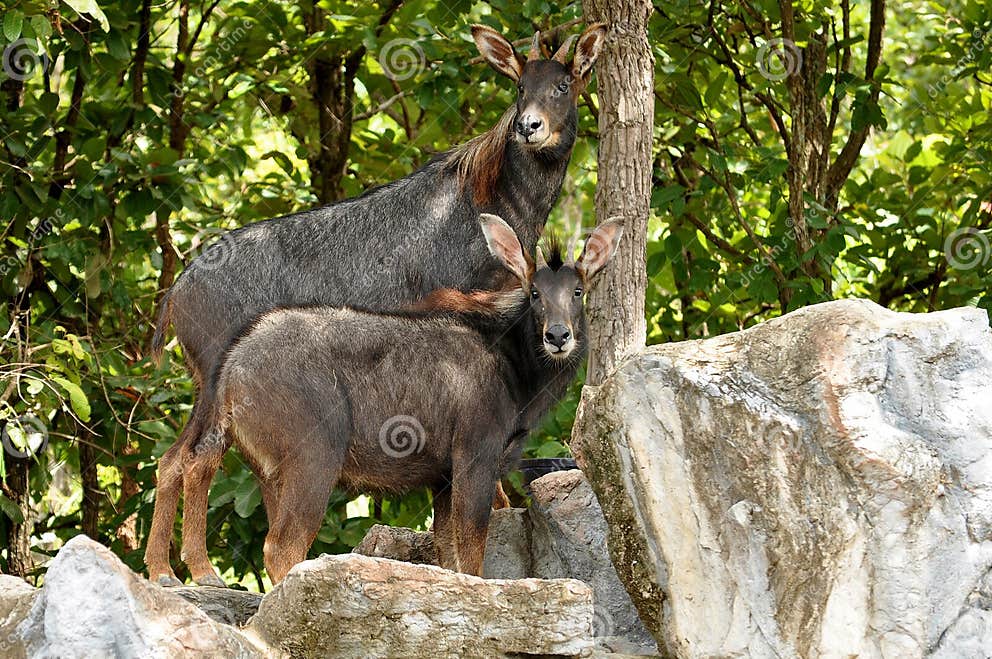 Serow stock photo. Image of goat, black, asia, outdoor - 21130720