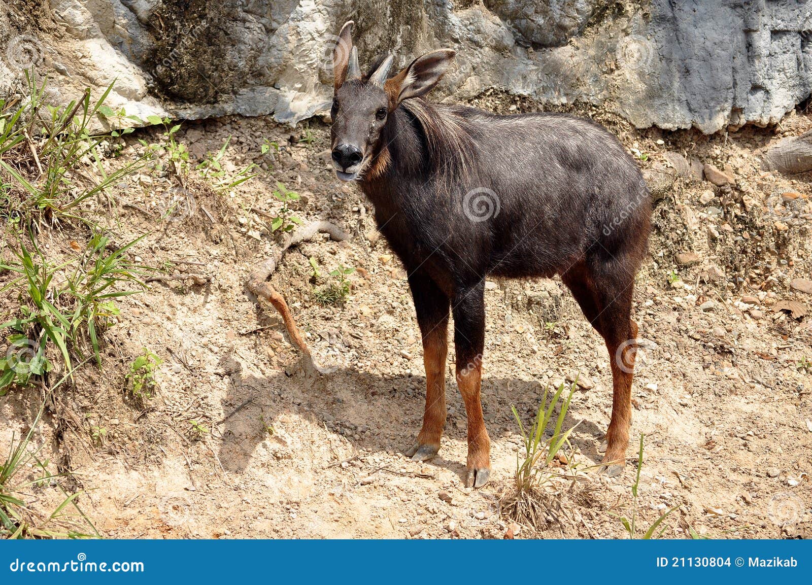 Serow stock photo. Image of jungle, antelope, serow, creature - 21130804