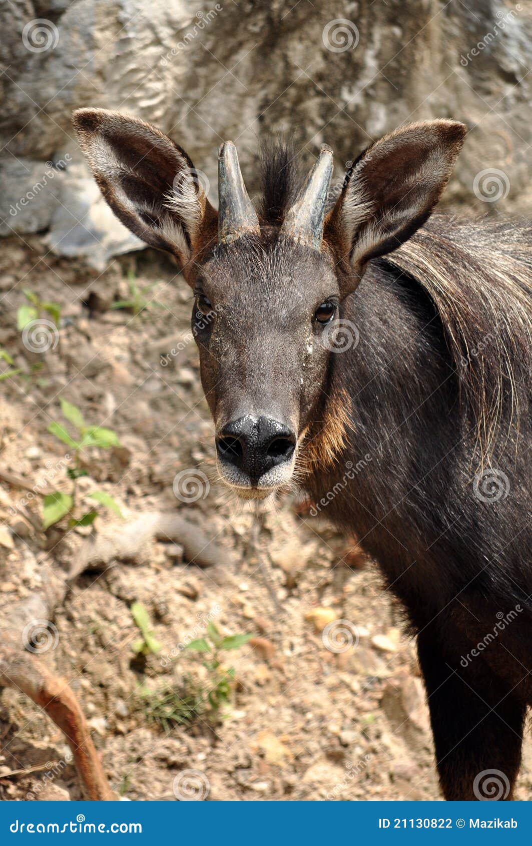 Antelope Sumatran Serow Stock Image | CartoonDealer.com #30057589