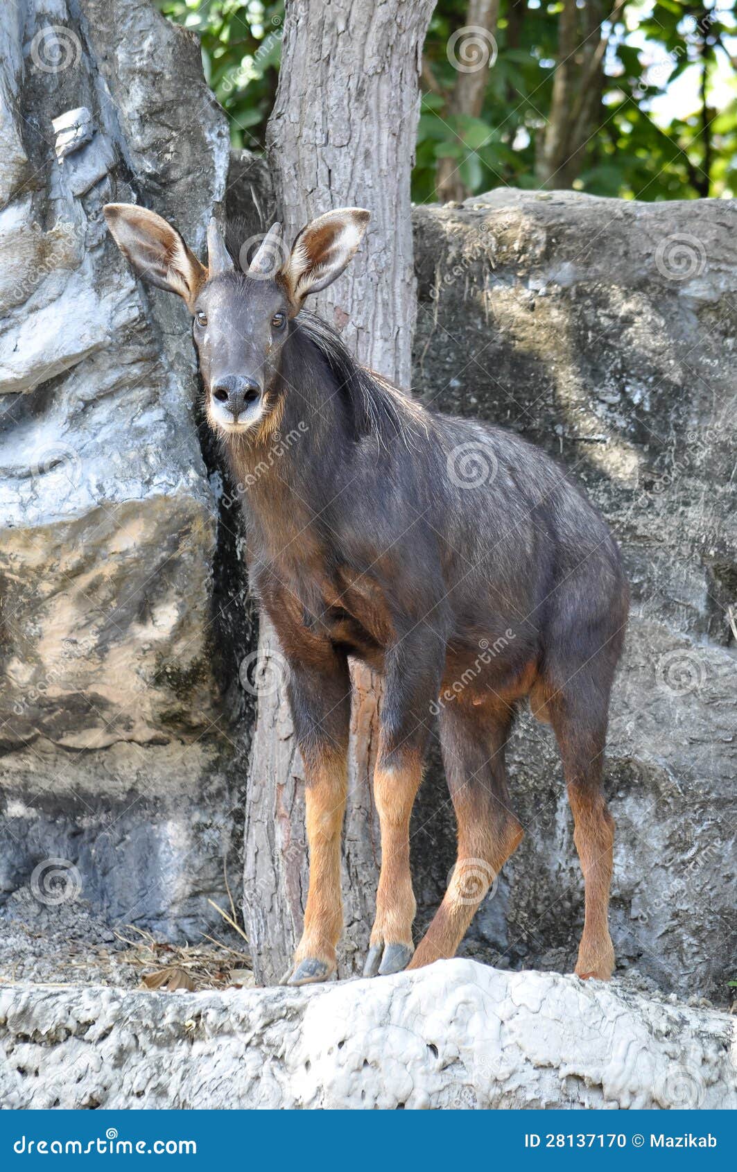 Serow stock photo. Image of serow, tree, southeast, jungle - 28137170