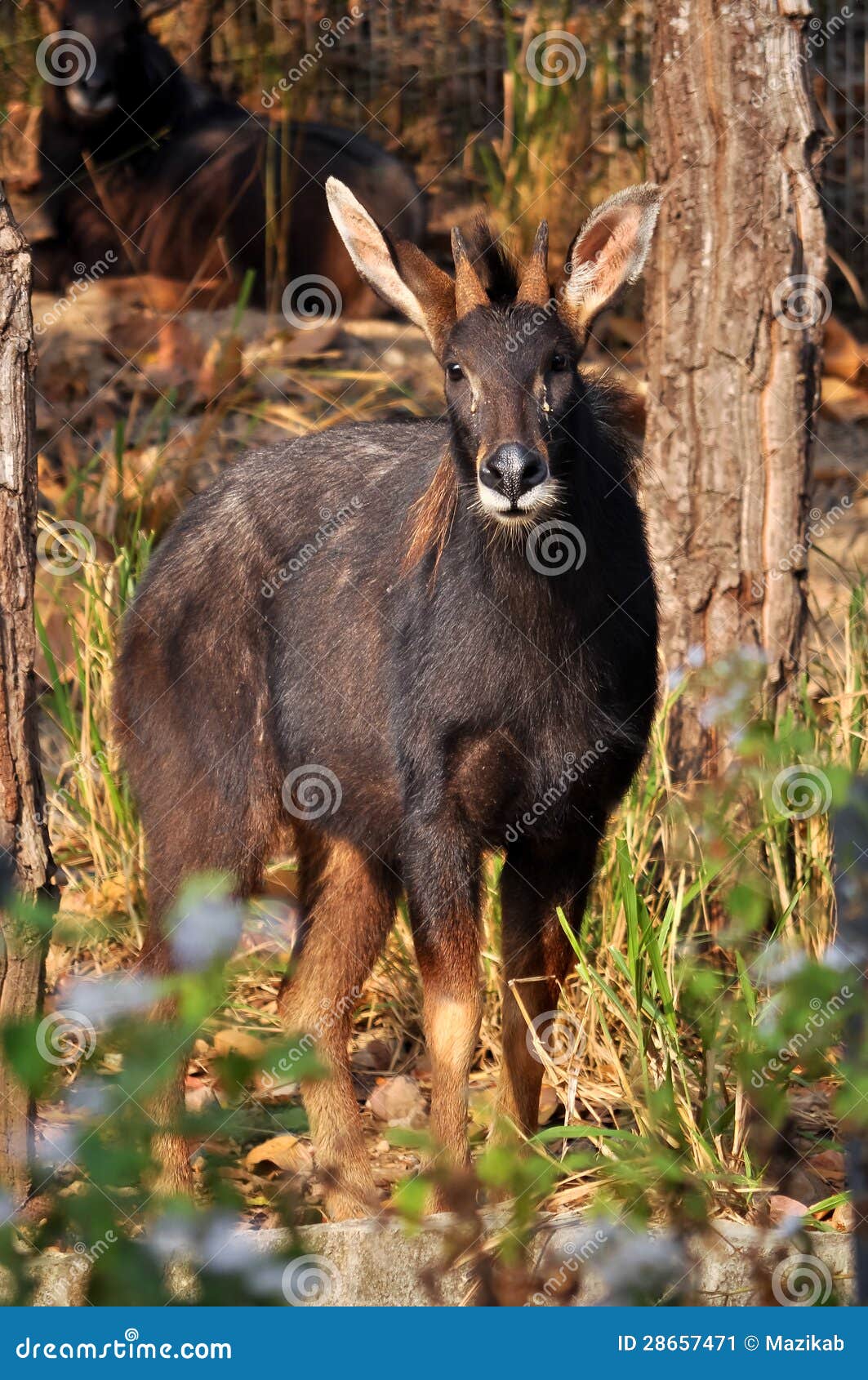Serow stock image. Image of jungle, park, forest, nature - 28657471
