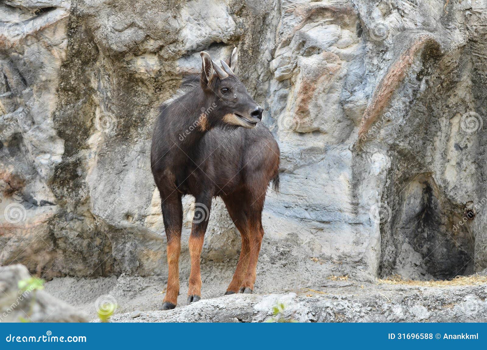 Serow stock photo. Image of mountain, mammal, wild, tropical - 31696588