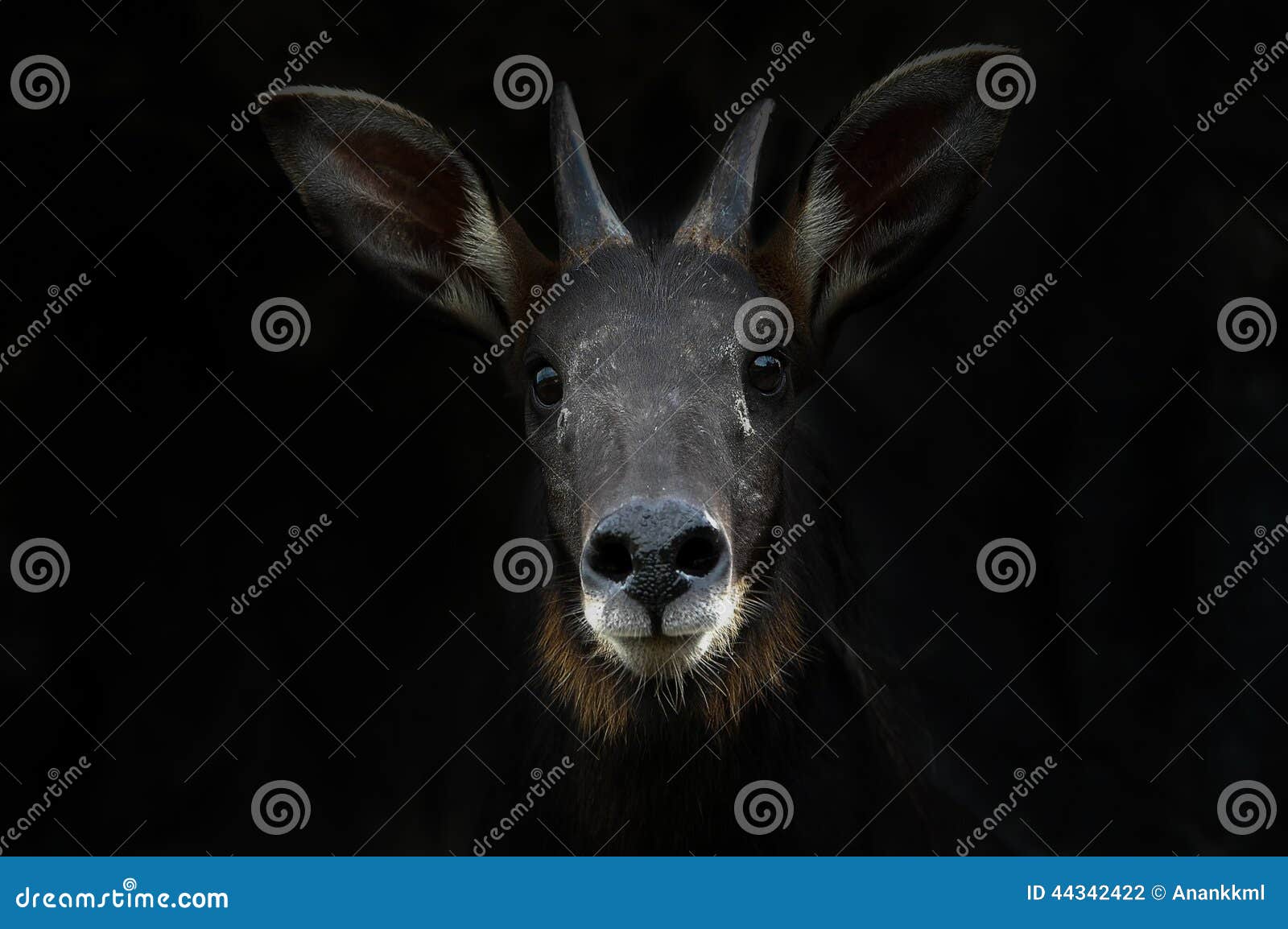 Serow stock photo. Image of natural, animal, antelope - 44342422