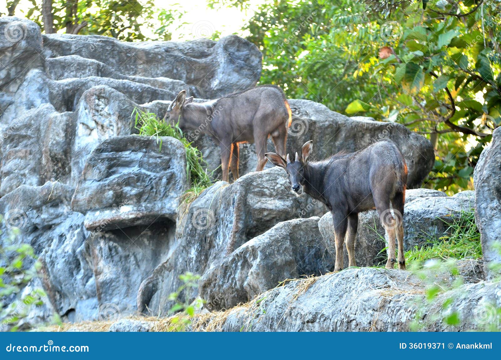 Serow in nature stock image. Image of rare, animal, endanger - 36019371