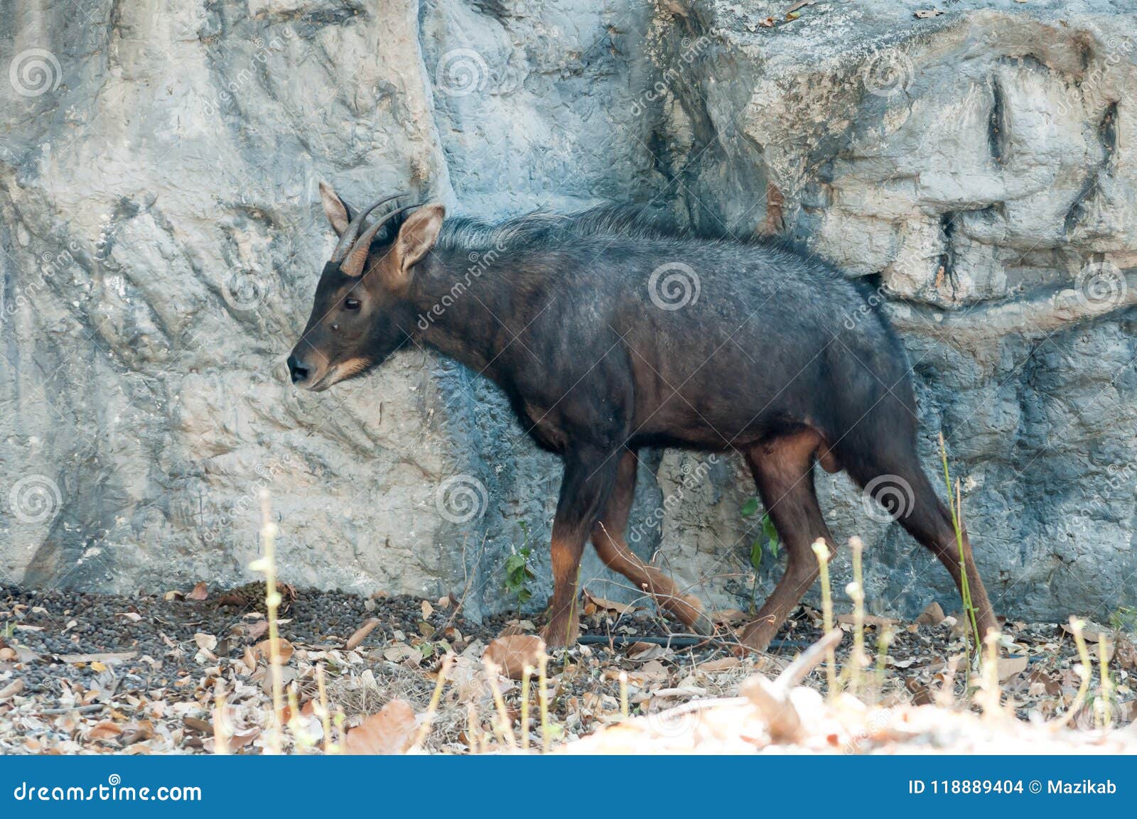 Serow stock photo. Image of outdoor, mountain, asia - 118889404