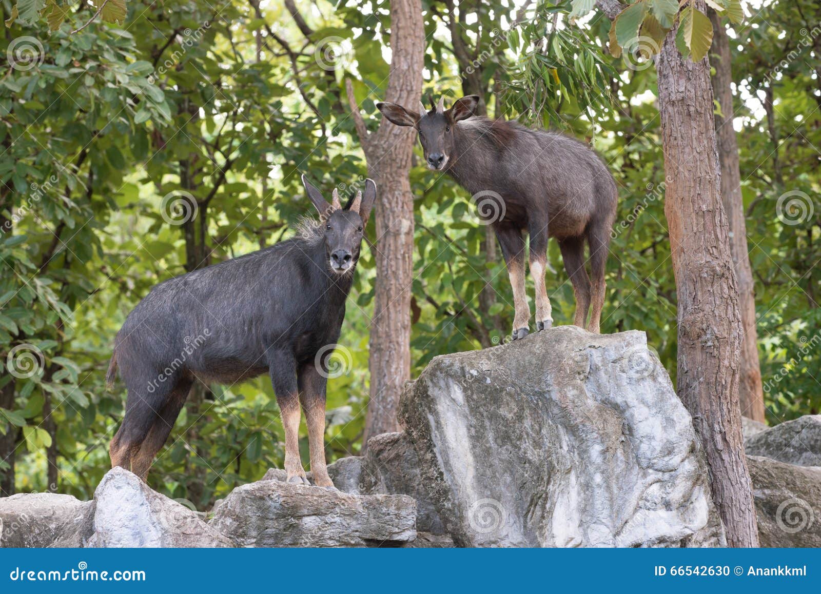 Serow Royalty-Free Stock Photography | CartoonDealer.com #20896733