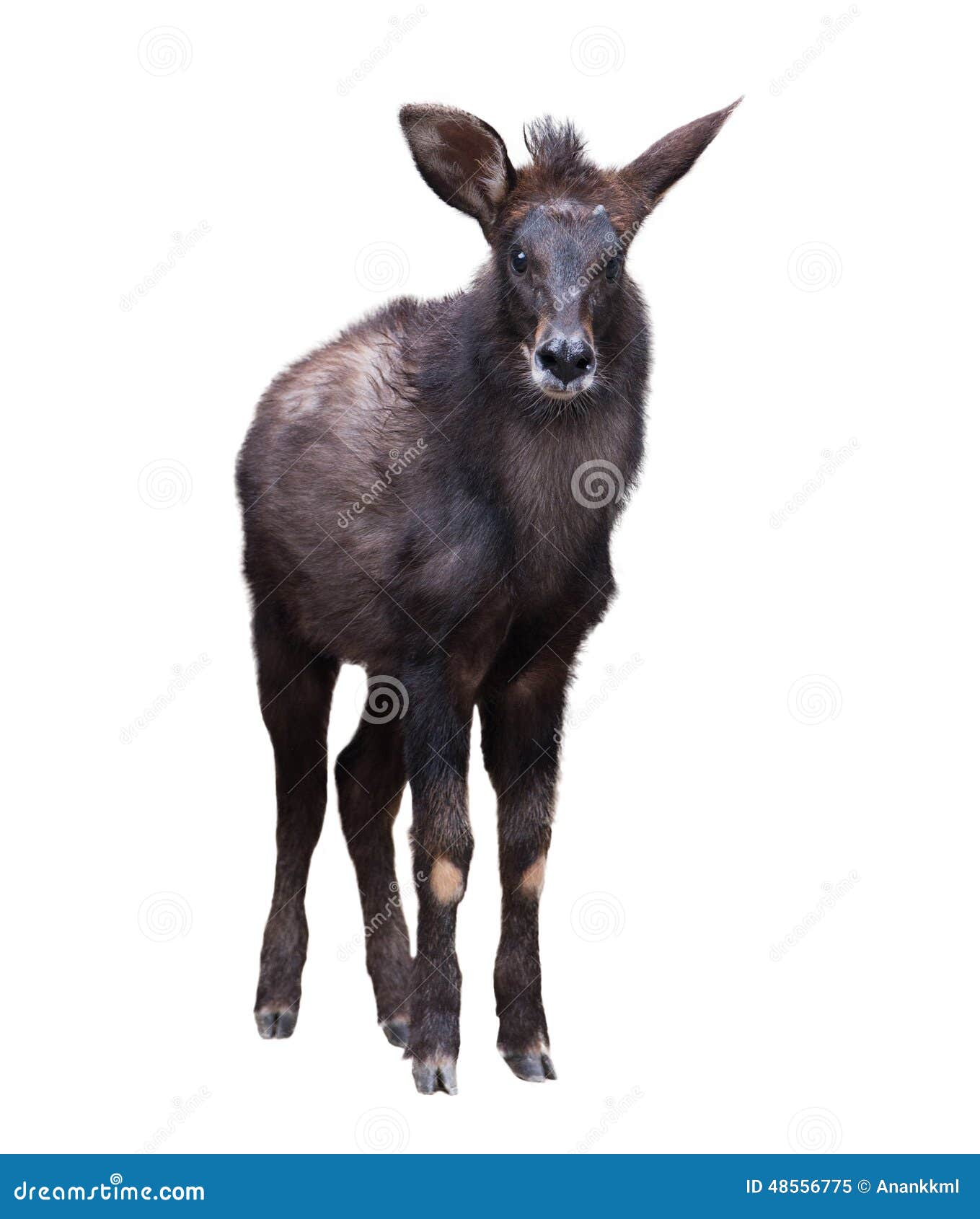 Serow Royalty-Free Stock Photo | CartoonDealer.com #20896761