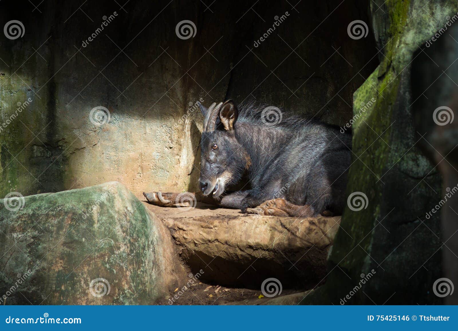 The serow stock photo. Image of alone, biology, brown - 75425146