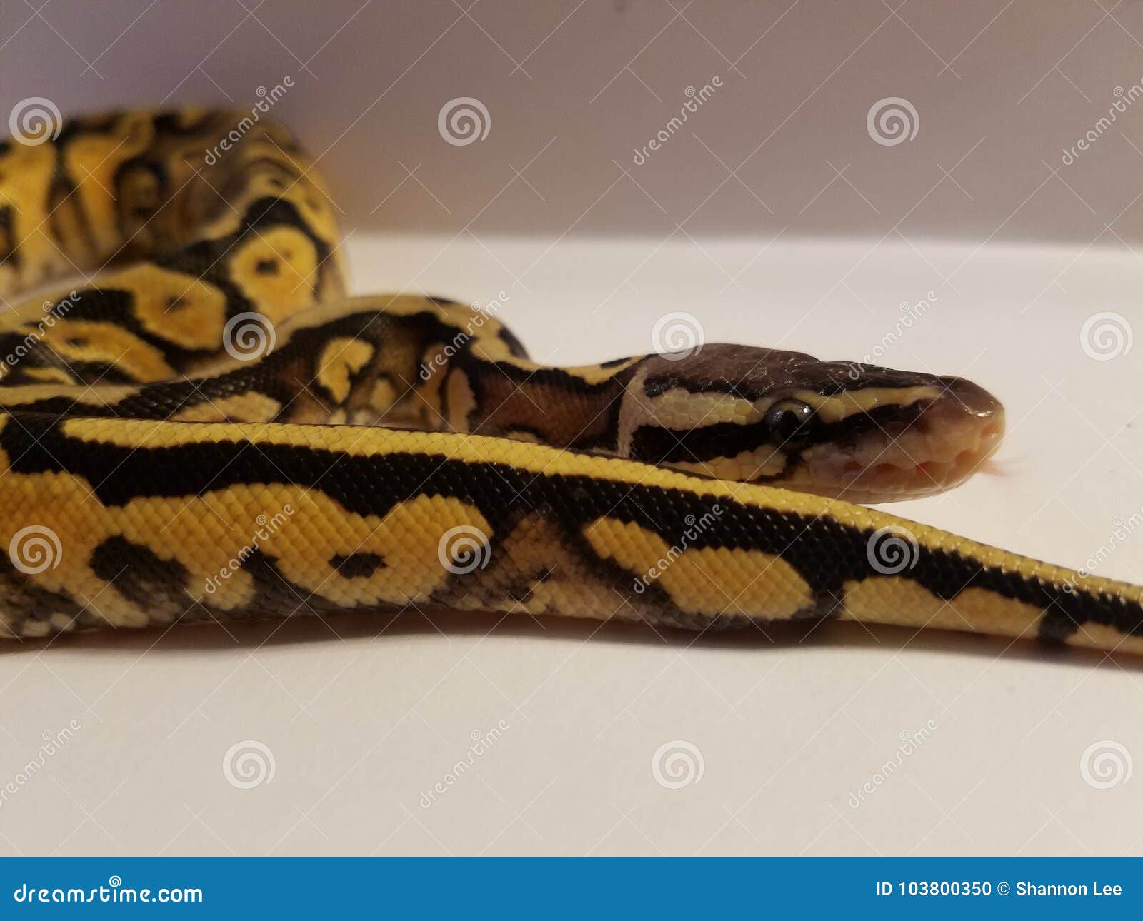 Serpant beauty stock photo. Image of pastel, belly, ball - 103800350