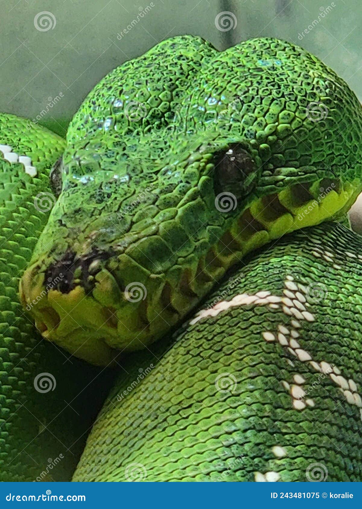 Serpant reptile vert stock image. Image of tortoise - 243481075