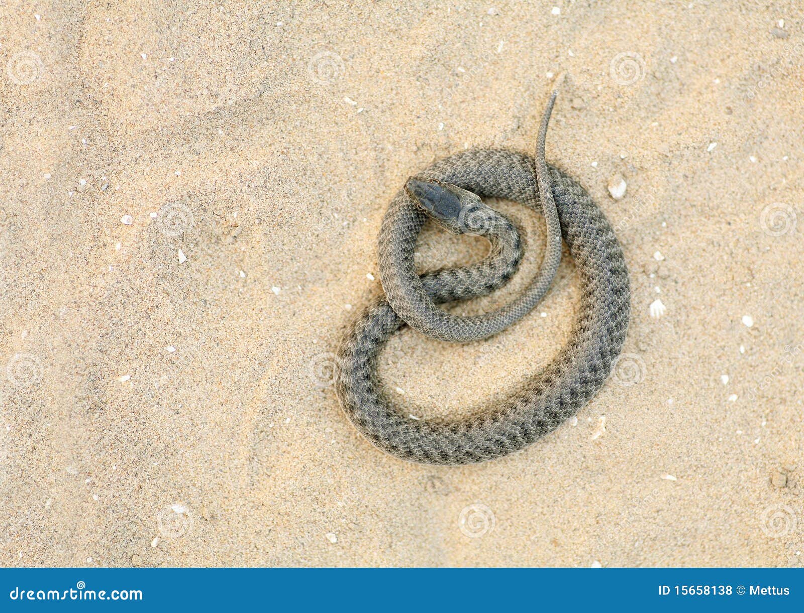 Serpent stock photo. Image of poison, wildlife, viper - 15658138