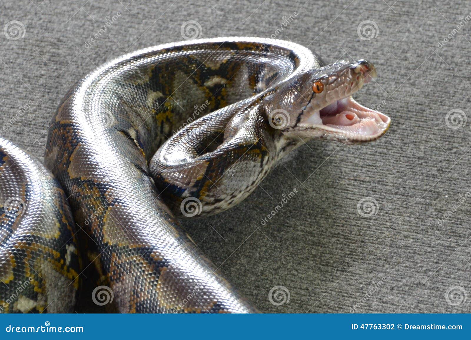 Serpent photo stock. Image du venin, formation, ferme - 47763302