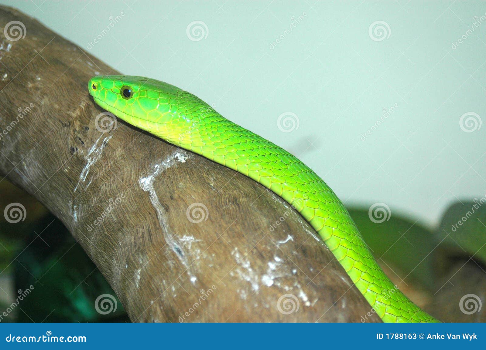 Serpent Africain De Mamba Vert Image stock - Image du mamba ...
