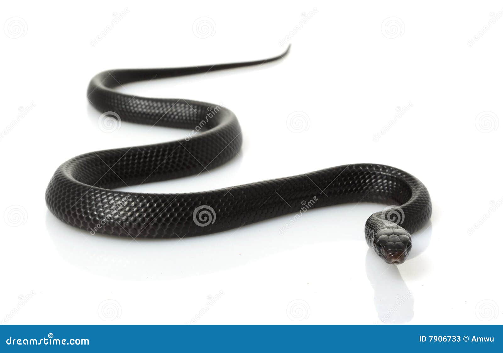 Serpent d'indigo oriental image stock. Image du dangereux - 7906733