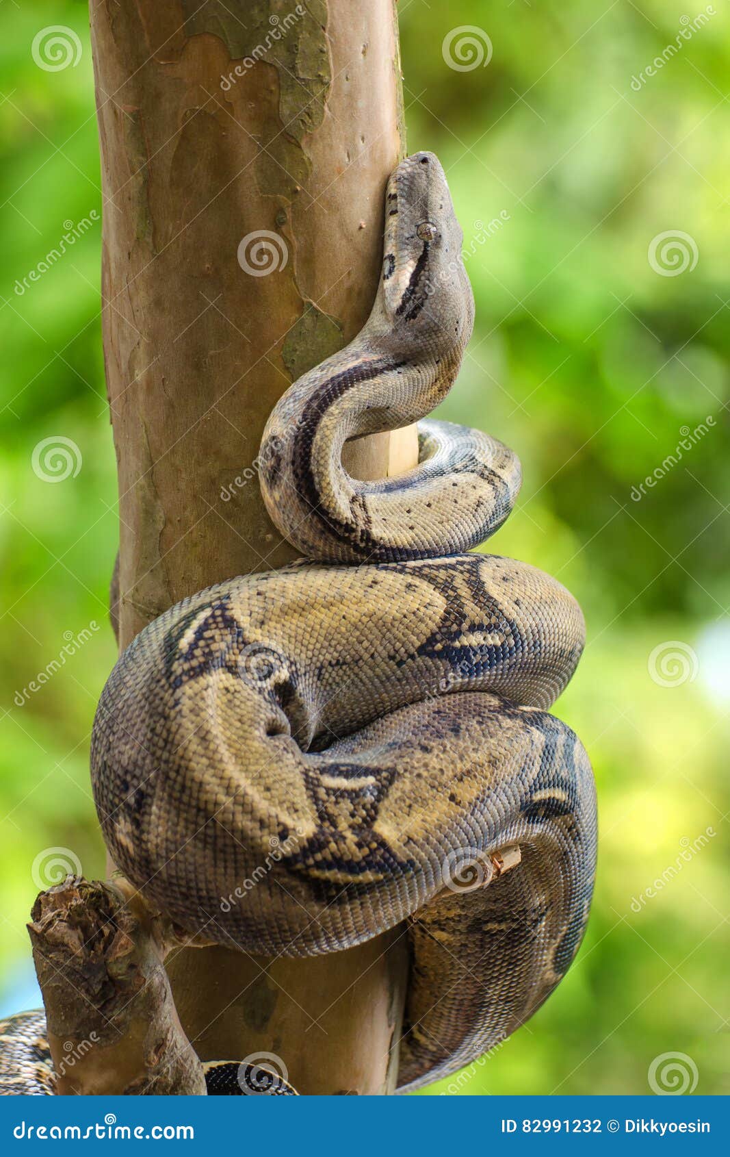 Serpent de boa photo stock. Image du brun, vert, attaque - 82991232