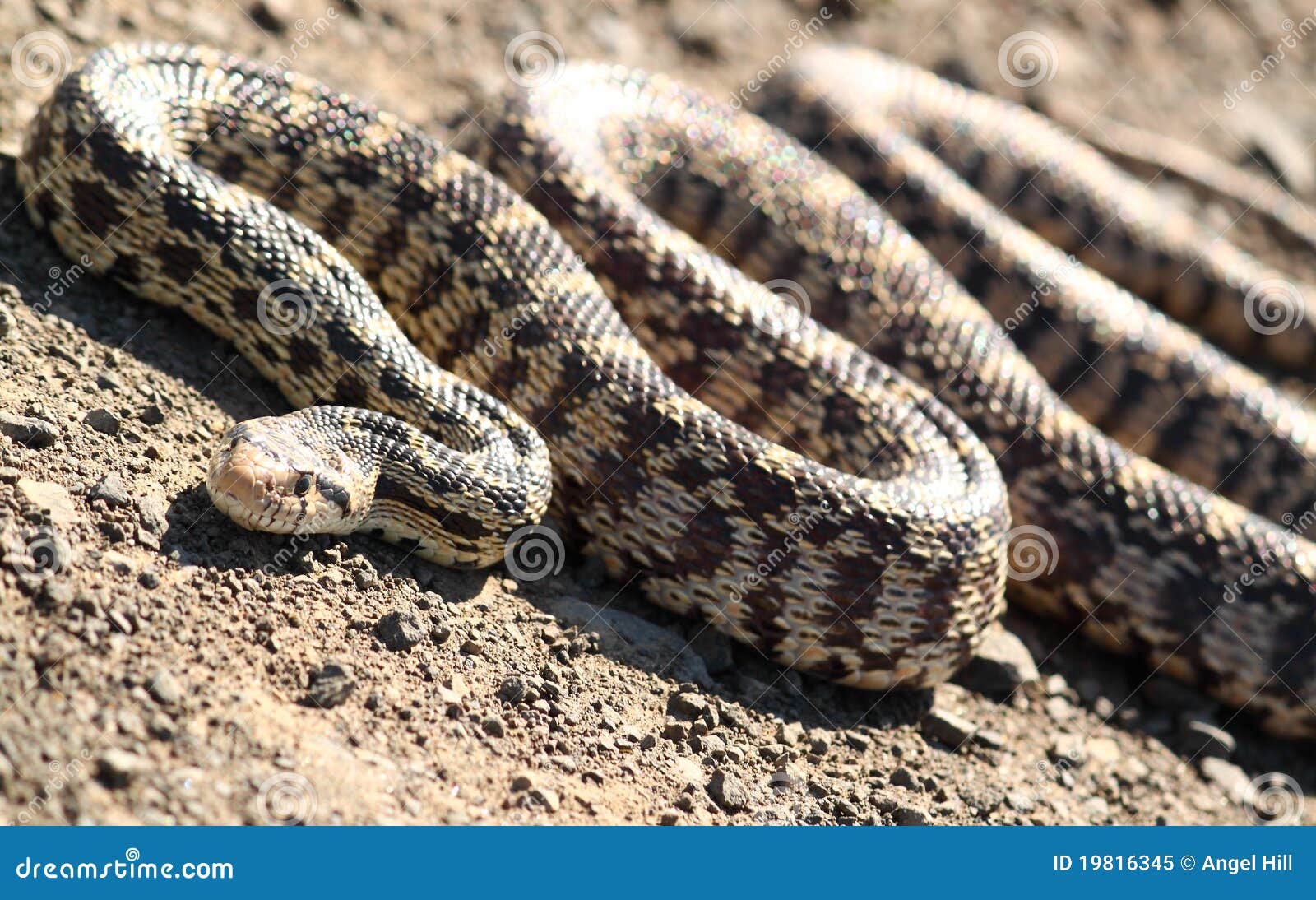 Serpent de Bull image stock. Image du échelle, brun, roches - 19816345