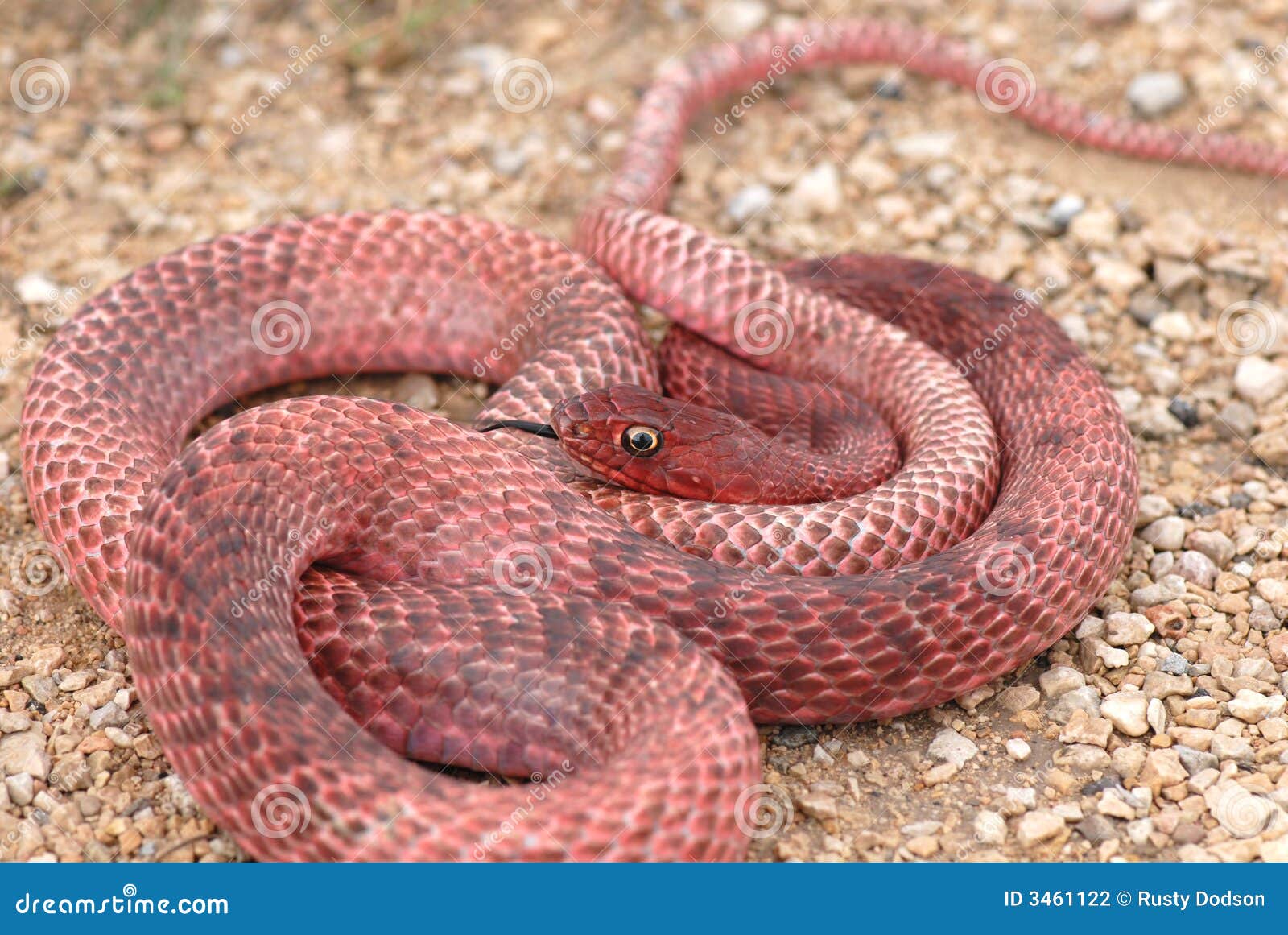 Serpent de Coachwhip rouge photo stock. Image du herpétologie - 3461122
