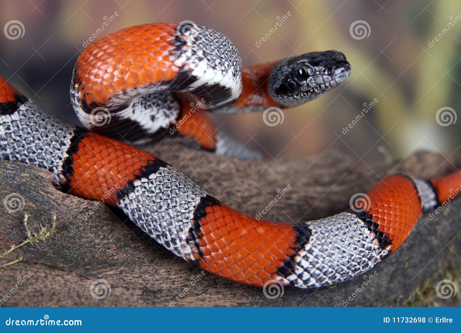 Serpent de corail photo stock. Image du rattlesnake, python - 11732698