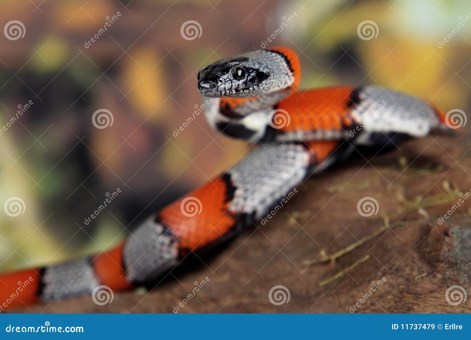 Serpent de corail image stock. Image du serpent, dangereux - 11737479