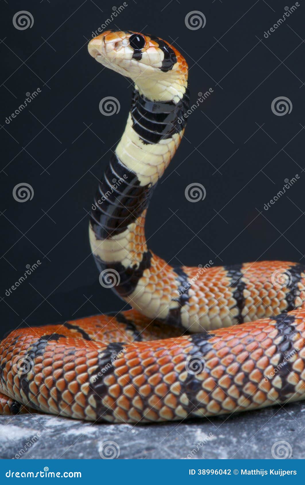 Serpent De Corail De Cap/lubricus D'Aspidelaps Photo stock - Image du ...