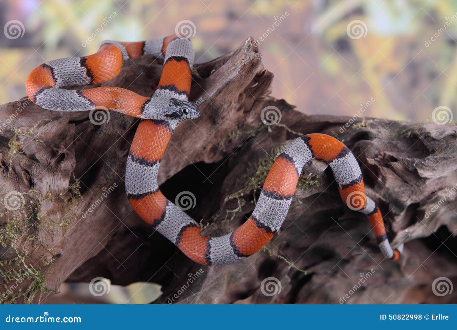 Serpent de corail faux photo stock. Image du reptile - 50822998