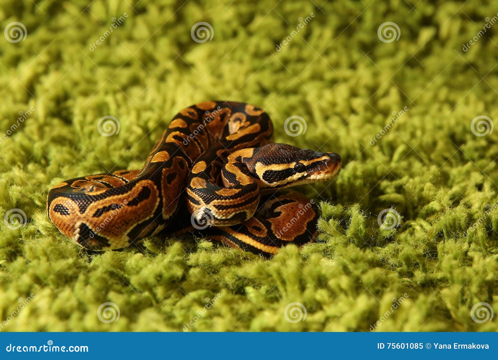 Serpent De Fondation Royale De Python (royal Ou Python De Boule) Image ...