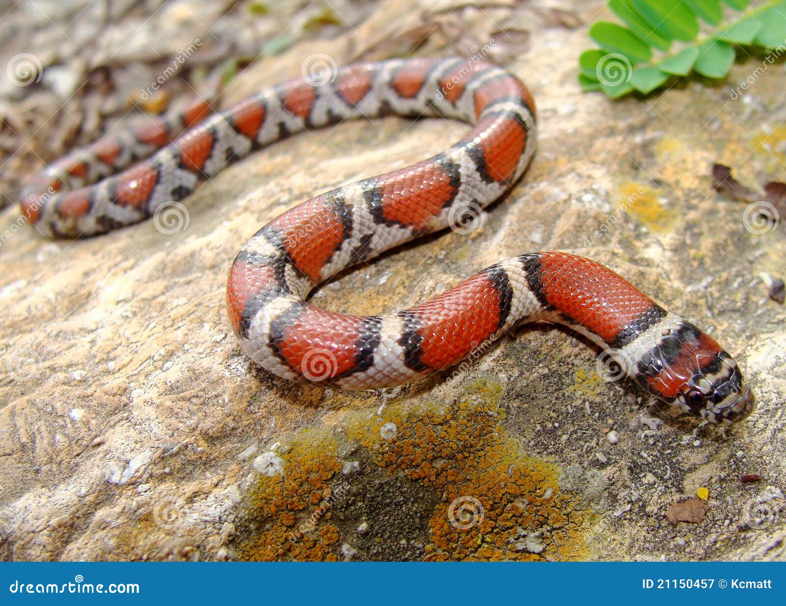 Serpent De Lait Rouge, Syspila De Triangulum De Lampropeltis Image ...