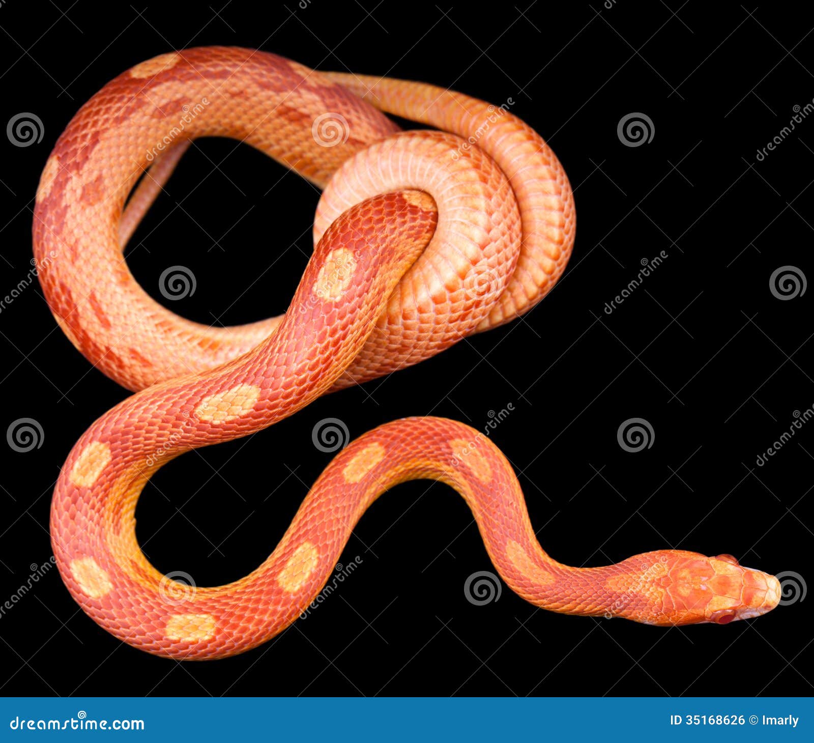 Serpent De Maïs D'habit Bariolé D'Amel Photo stock - Image du courbe ...