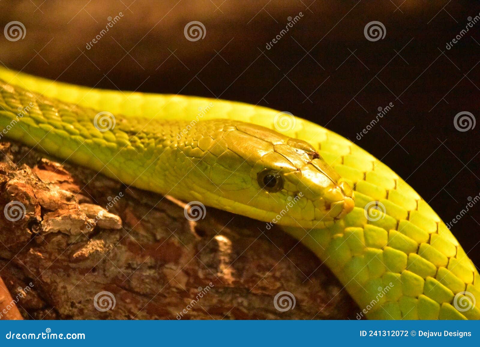 Serpent De Mamba Vert Brillant Sur Une Branche Photo stock - Image du ...