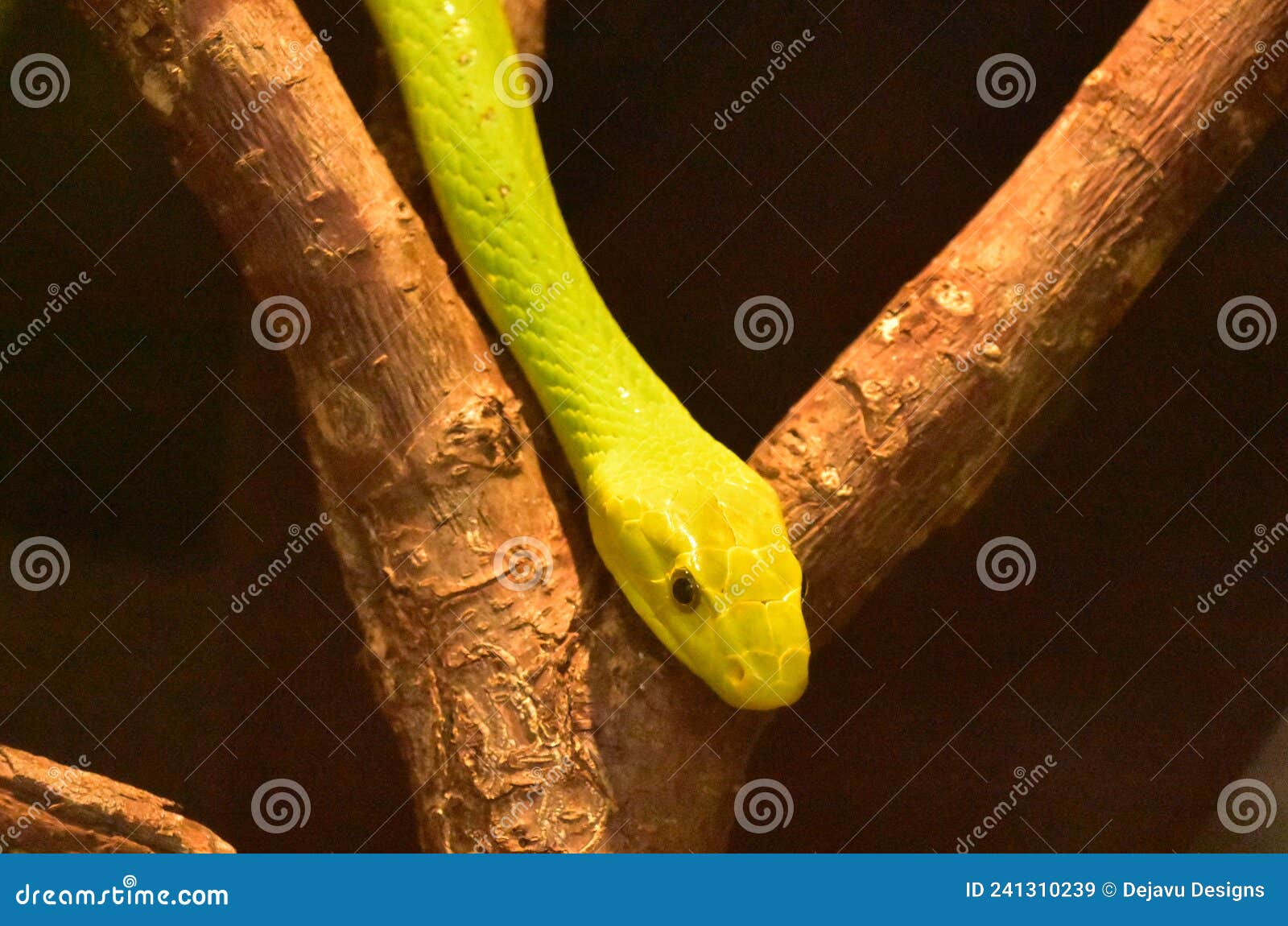 Serpent De Mamba Vert Dans Un Arbre Image stock - Image du mortel ...