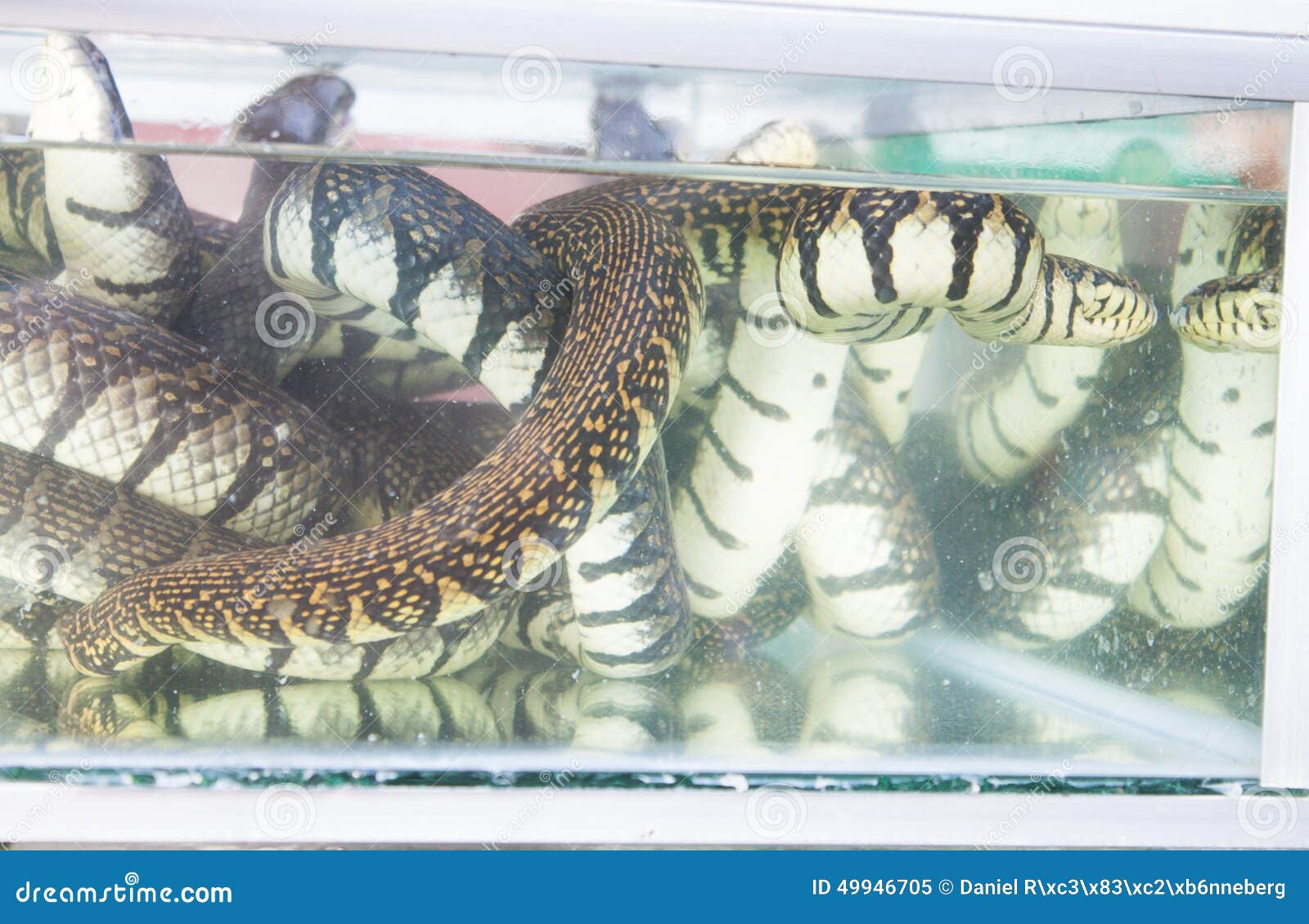 Serpent de mer image stock. Image du normal, nature, blanc - 49946705